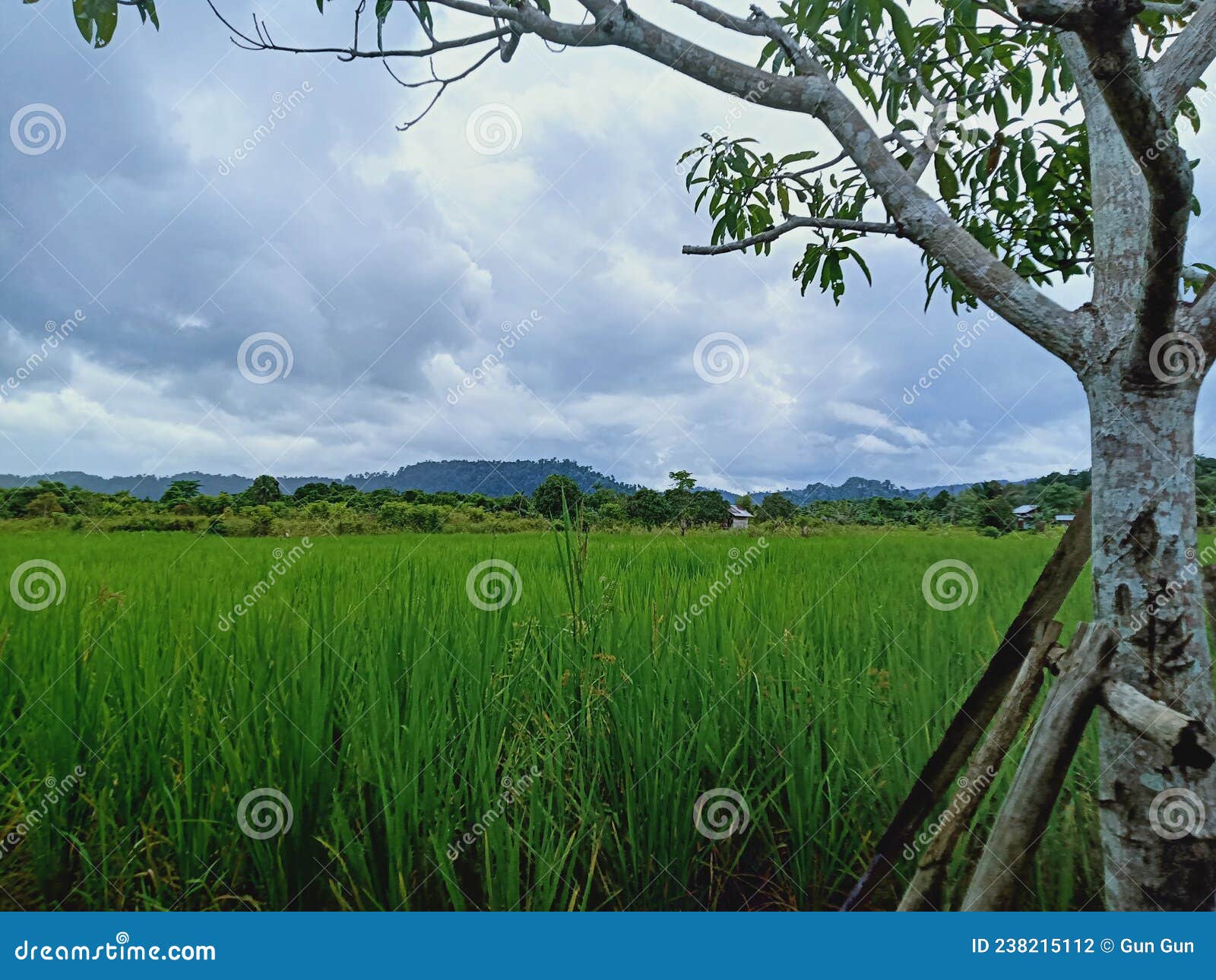 Real Diamond Rice from North Kalimantan Stock Photo - Image of ...