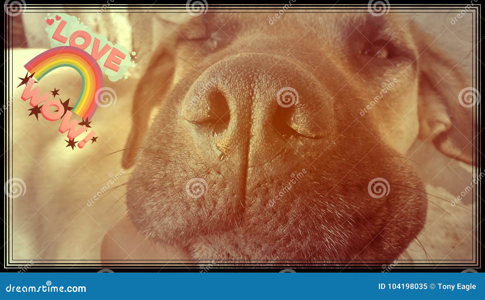 Real Dog stock image. Image of nice, beautiful, girl - 104198035