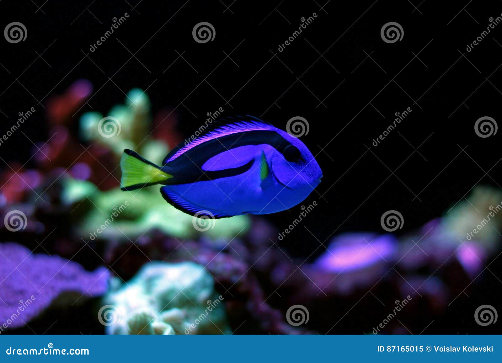 Real Dory stock image. Image of capacity, aquascape, barrier - 87165015