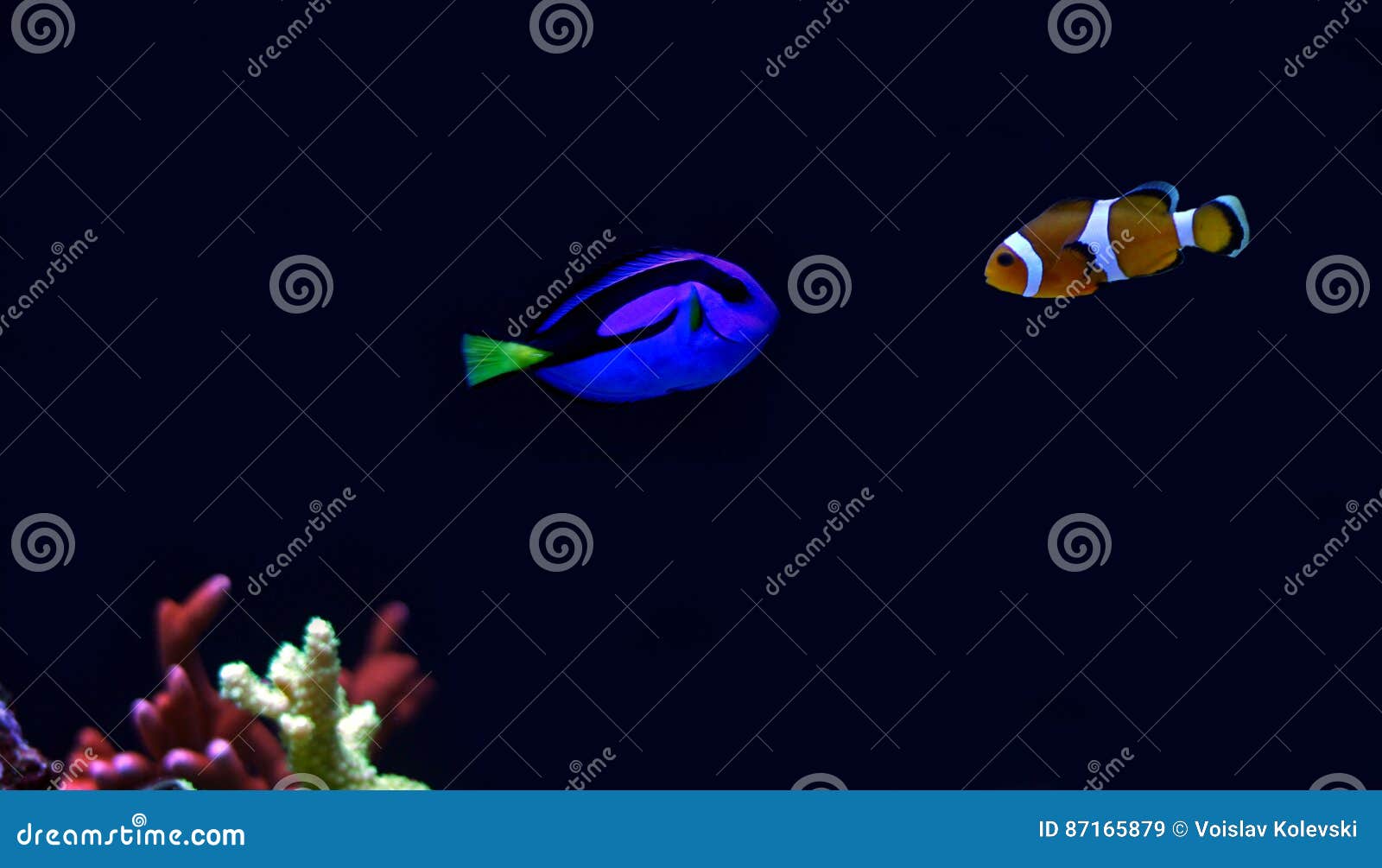 Real Dory and Nemo stock image. Image of barrier, colored - 87165879