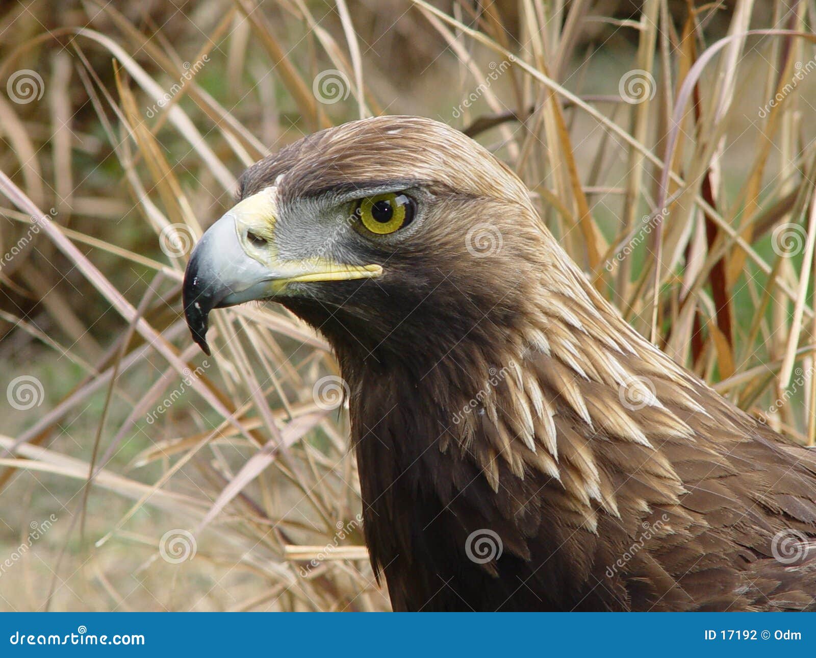 Real Eagle stock photo. Image of hooked, real, prey, broad - 17192