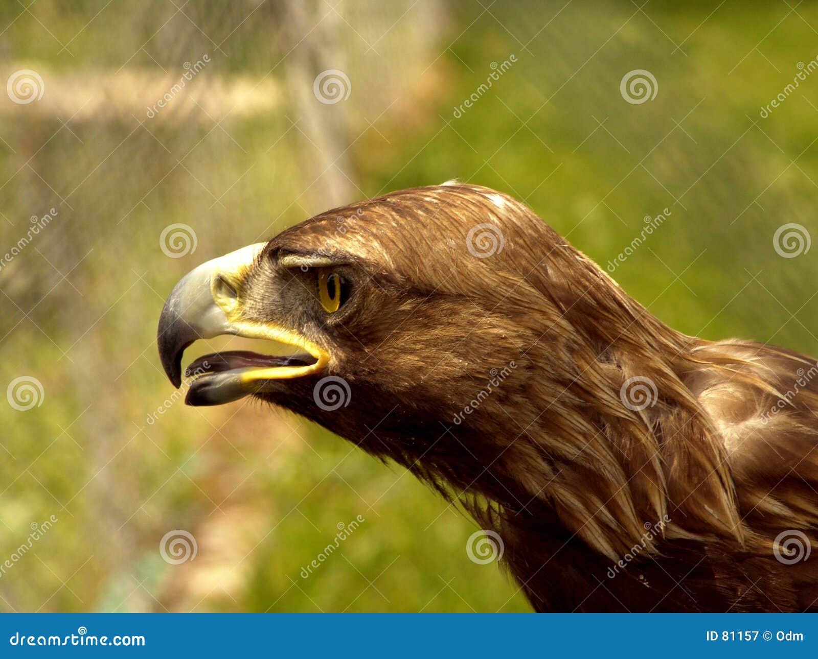 Real Eagle stock image. Image of independence, prey, power - 81157