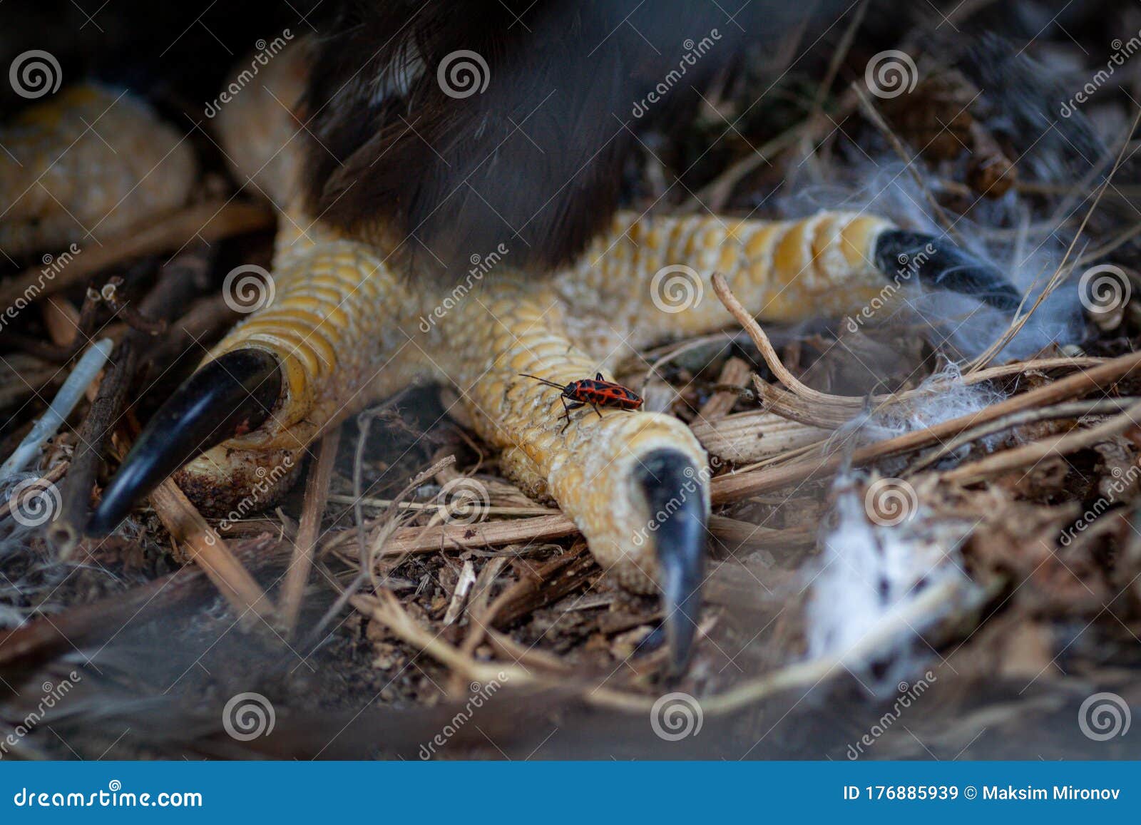 Real Eagle claws stock image. Image of falcon, animal - 176885939