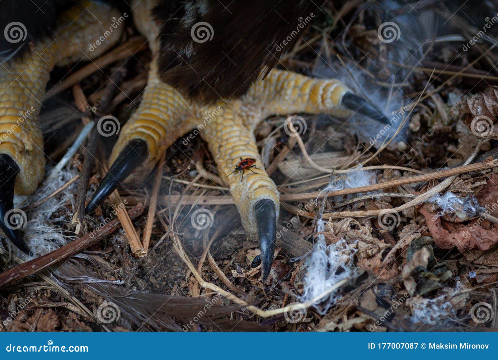 Real Eagle claws stock image. Image of hook, endangered - 177007087