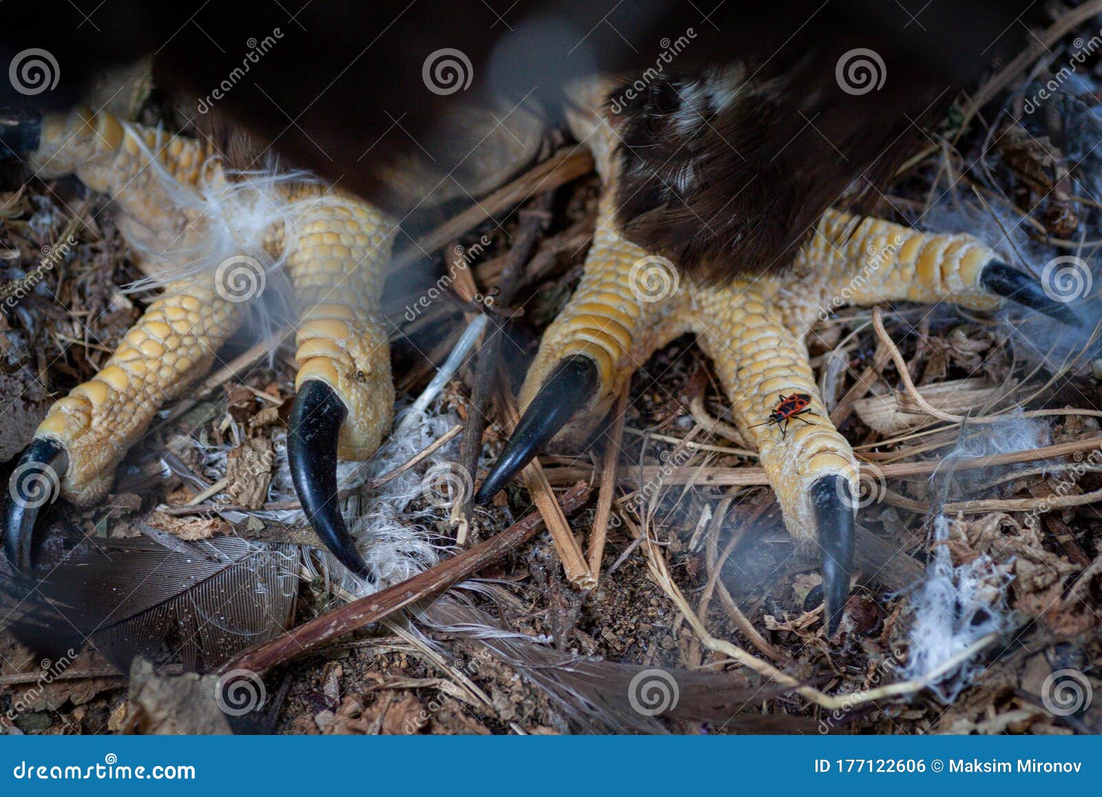 Real Eagle claws stock photo. Image of predator, grip - 177122606
