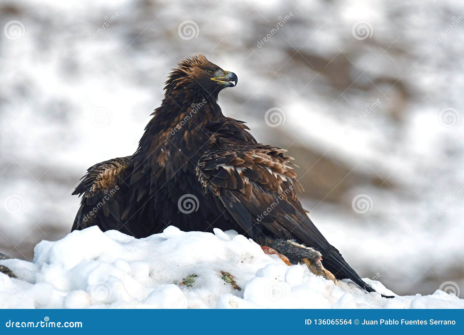 Real eagle with his prey stock photo. Image of head - 136065564