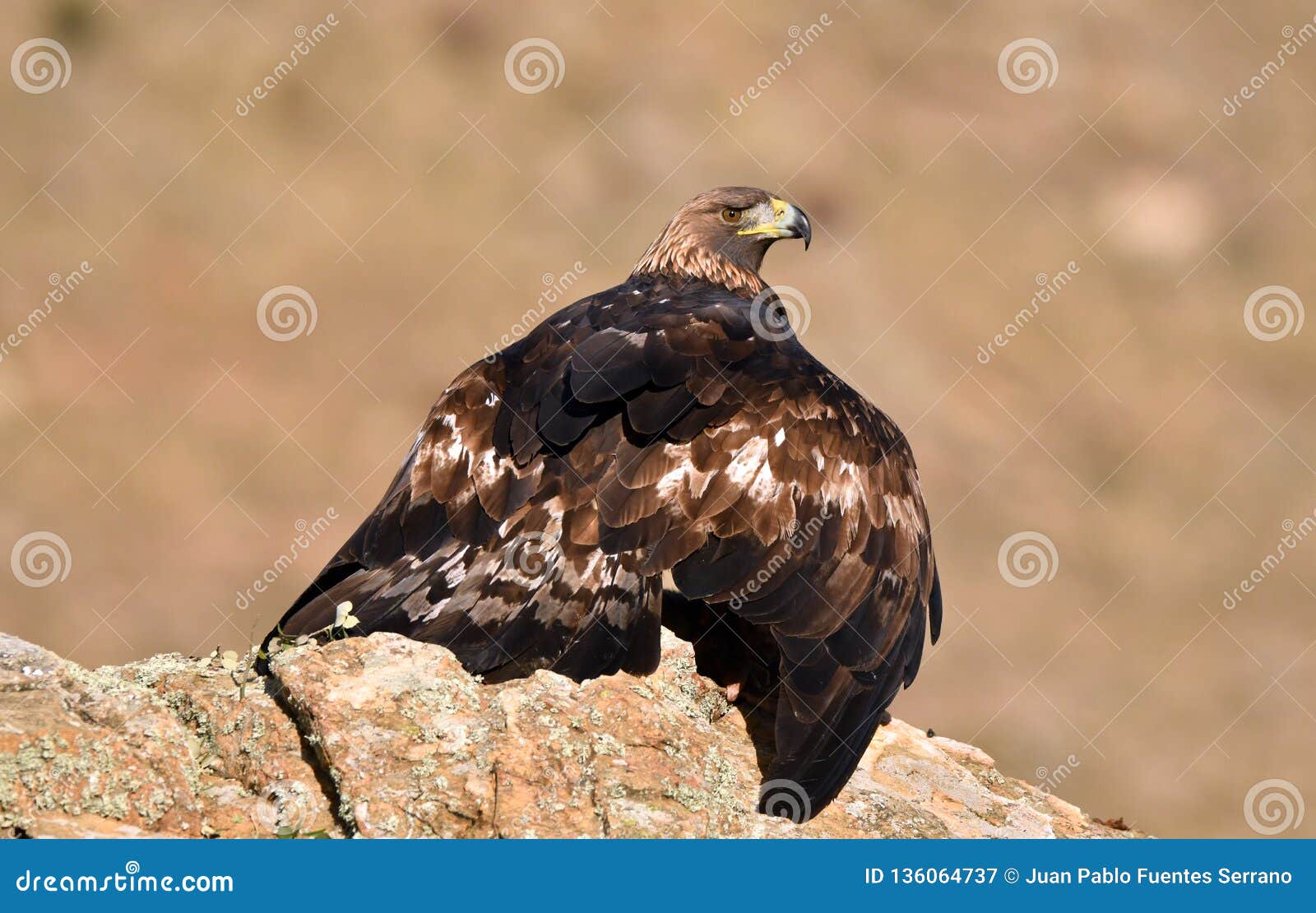 Real Eagle Observes from His Innkeeper Stock Image - Image of head ...
