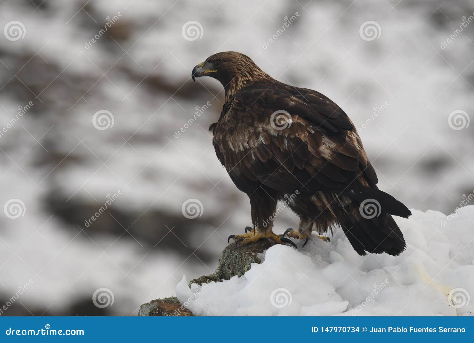 Real Eagle Observes from His Innkeeper Stock Photo - Image of female ...