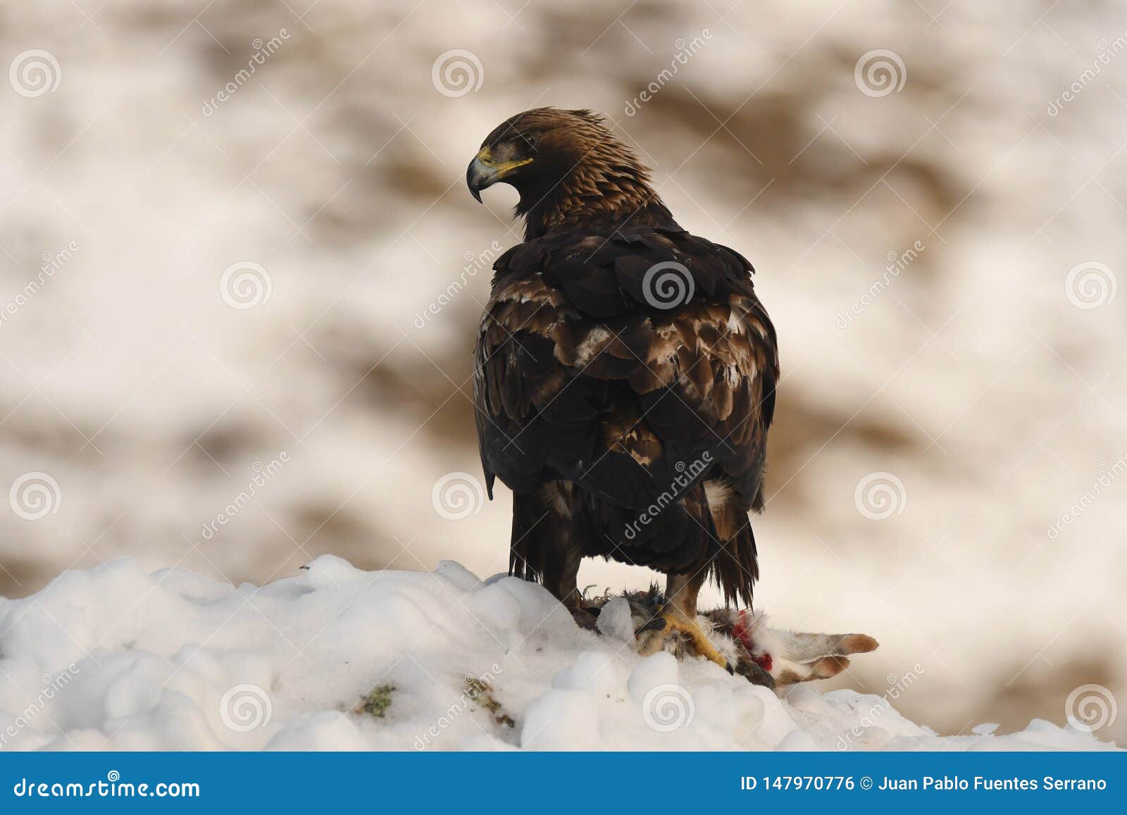 Real Eagle Observes from His Innkeeper Stock Photo - Image of city ...
