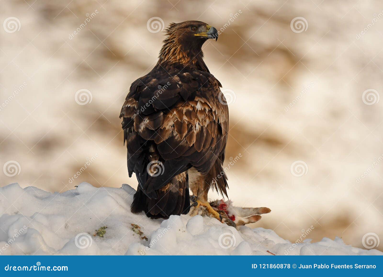 Real Eagle Observes Its Territory with a Prey between the Claws Stock ...