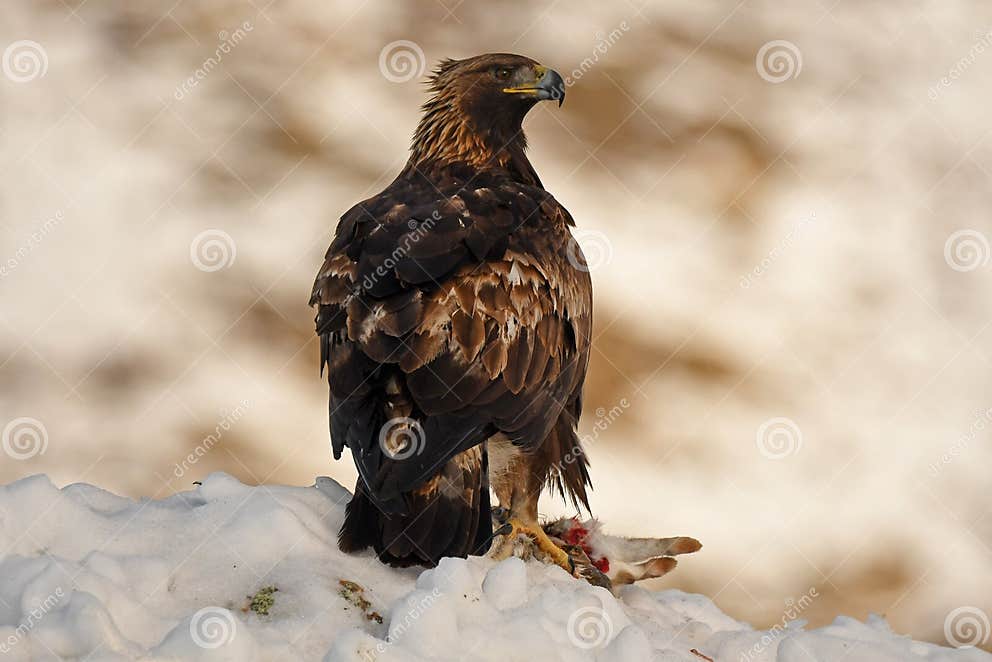 Real Eagle Observes Its Territory with a Prey between the Claws Stock ...