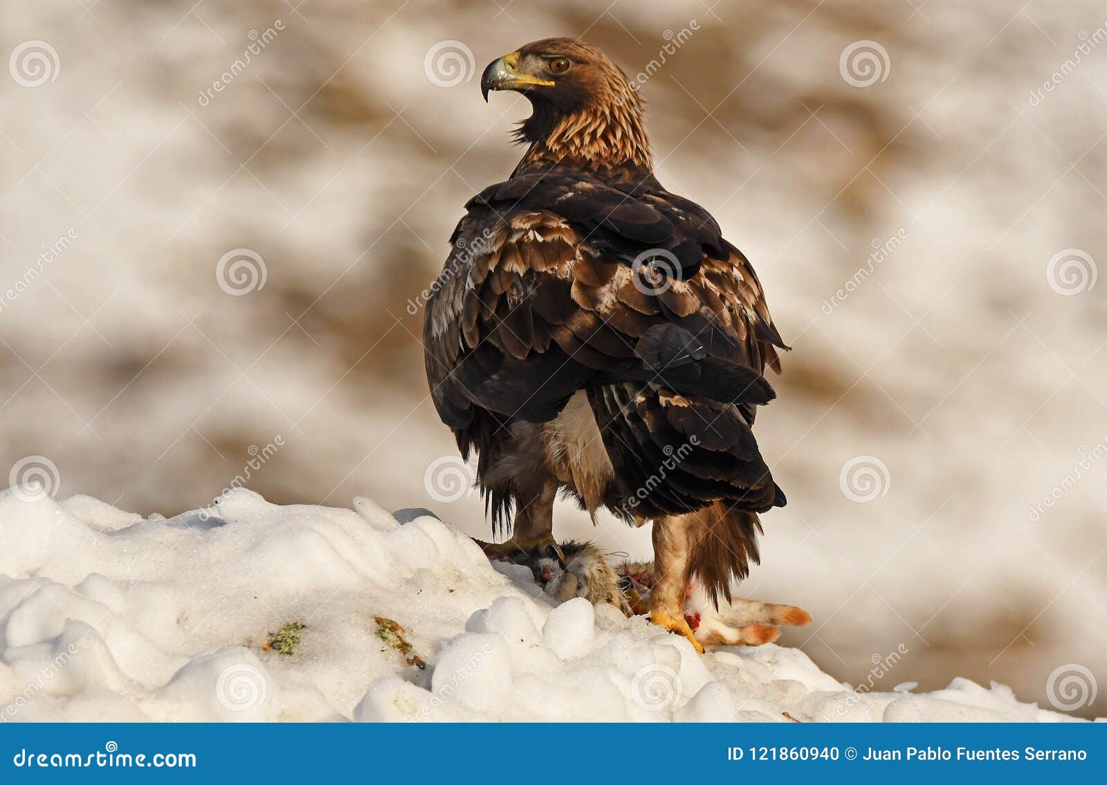 Royal eagle stock photo. Image of beak, royal, biology - 121860940