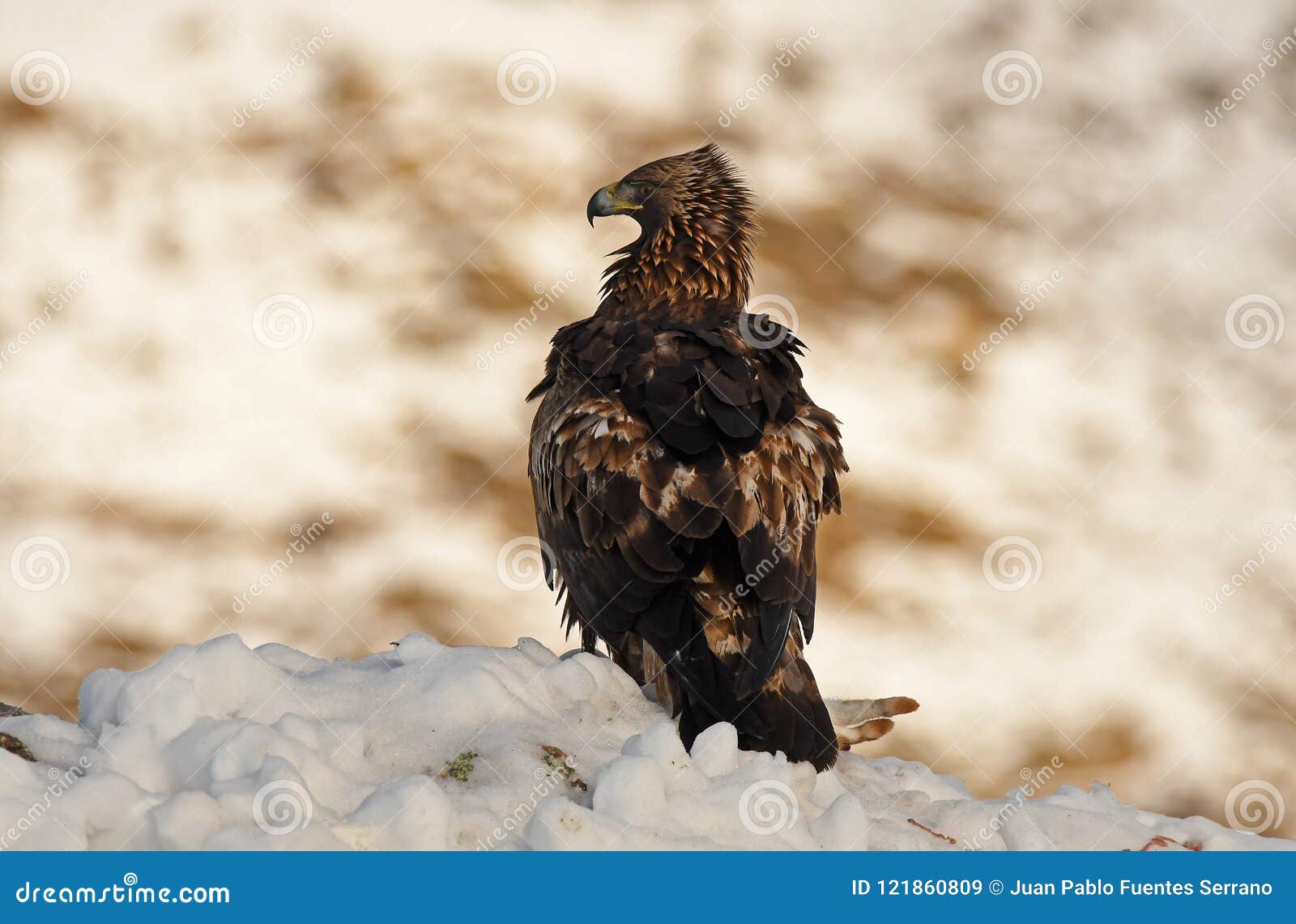 Real Eagle Observes Its Territory Stock Image - Image of hawk, claws ...