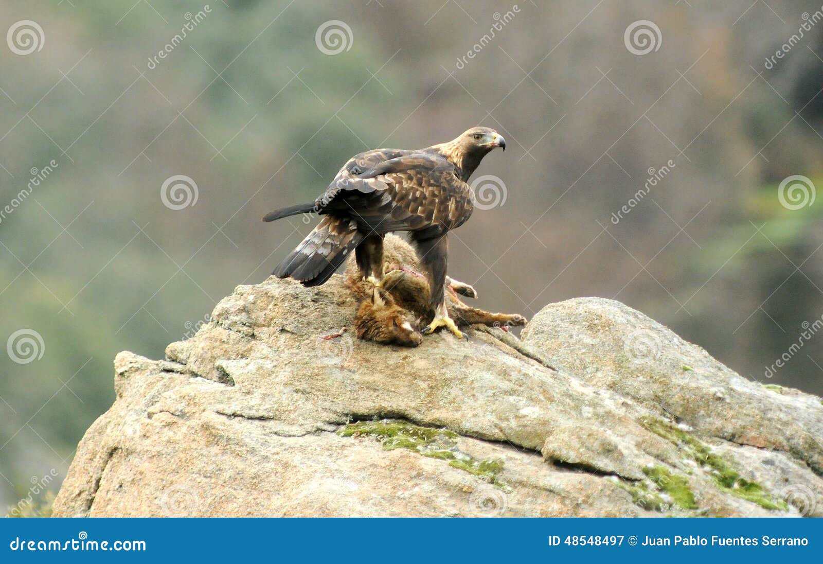 Real Eagle with Prey in Its Claws in the Field Stock Image - Image of ...
