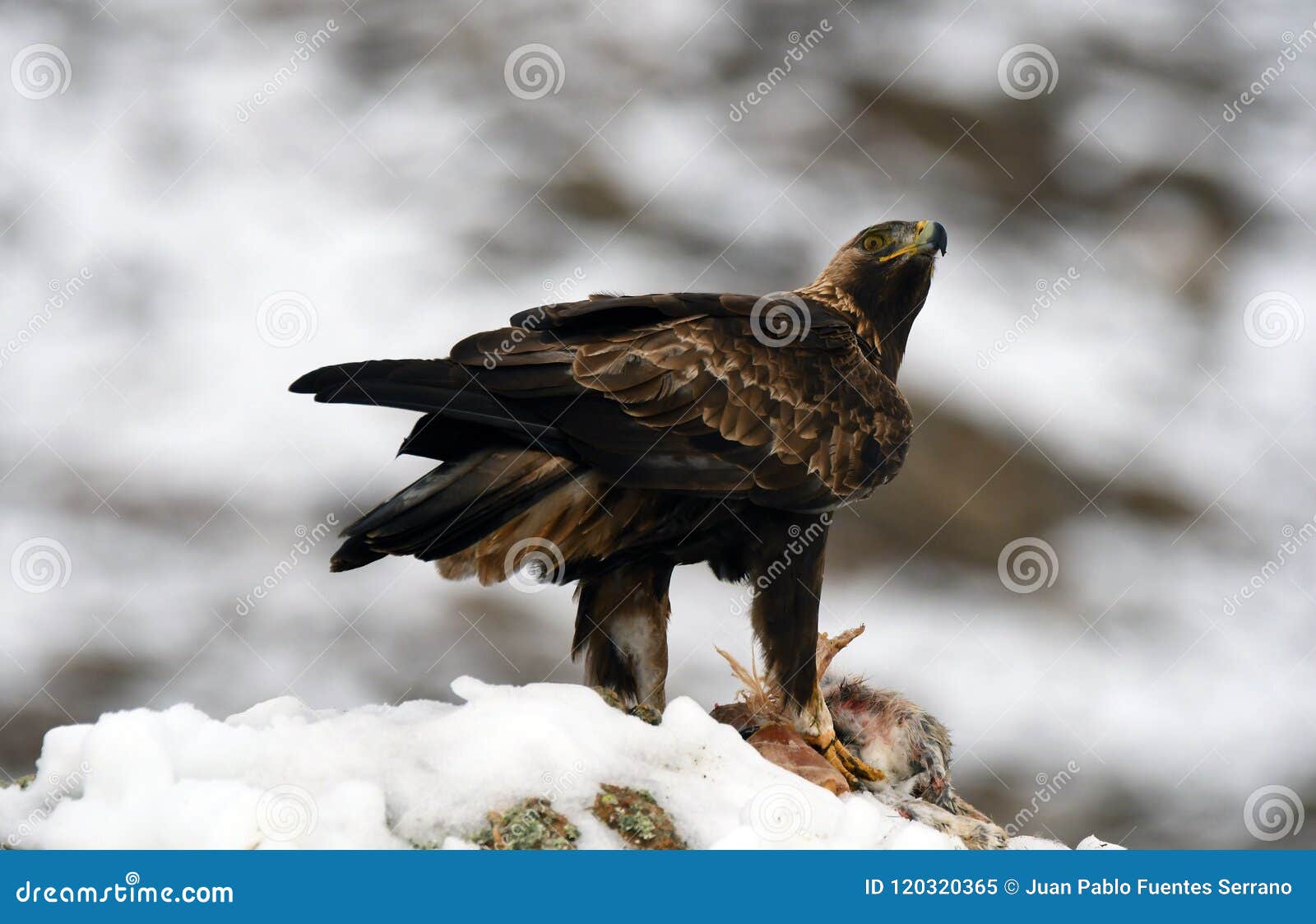 Eagle with a Prey in Winter with Snow Stock Image - Image of aves ...