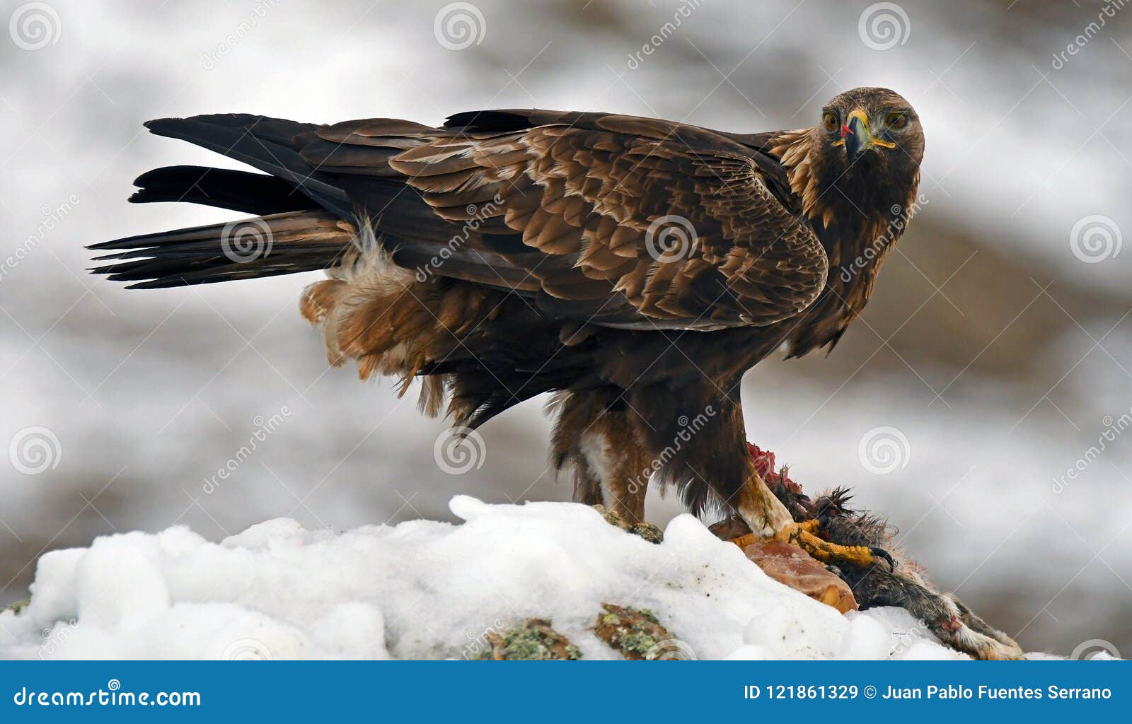 Real Eagle in the Snow with a Prey between the Claws Watches Over Its ...