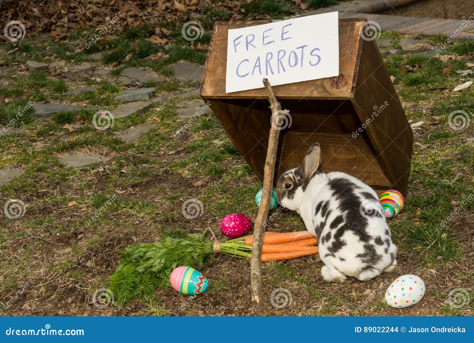 Pictures Of The Real Easter Bunny