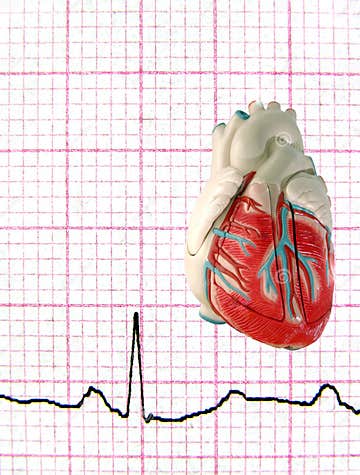 Real EKG with Model Heart stock image. Image of exercise - 115879