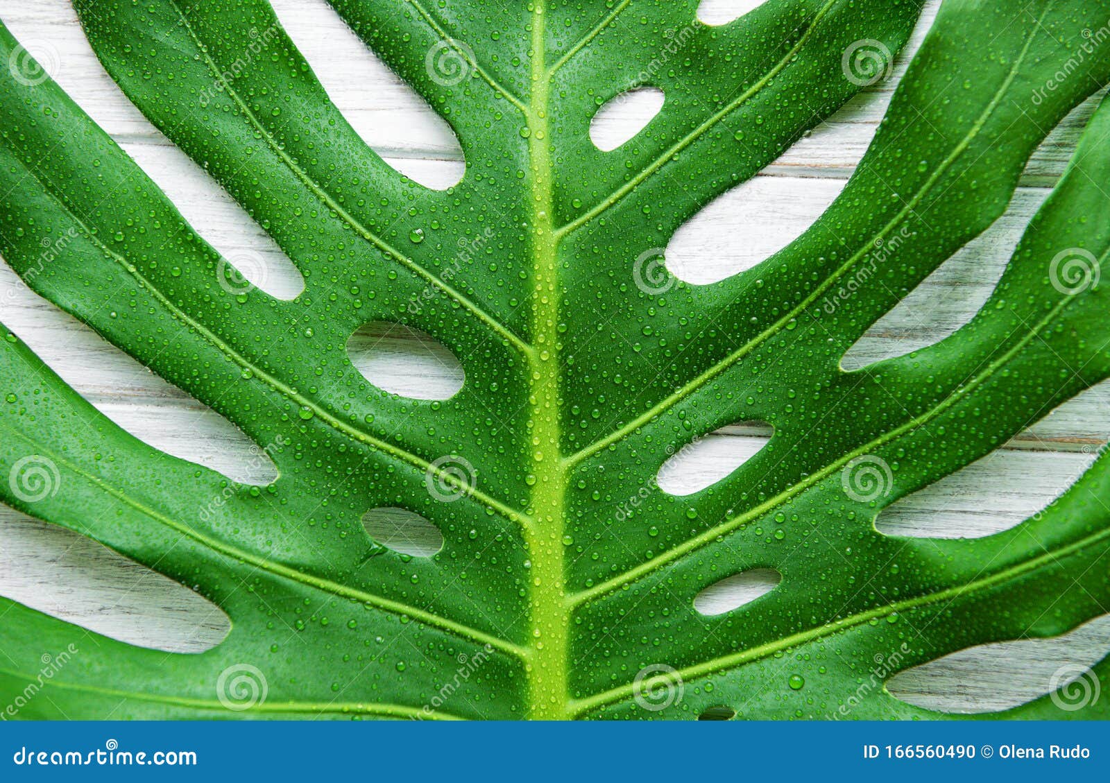 Real exotic monstera leaf stock photo. Image of natural - 166560490