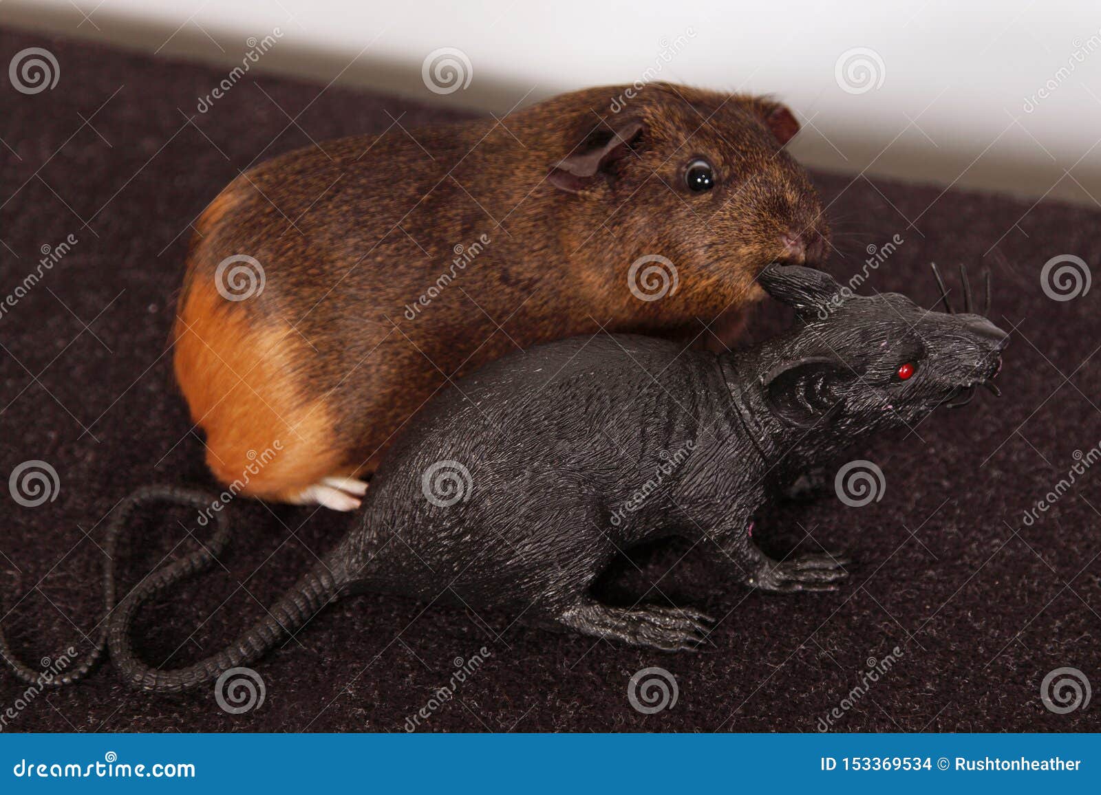 Real and fake rodents stock photo. Image of small, black - 153369534