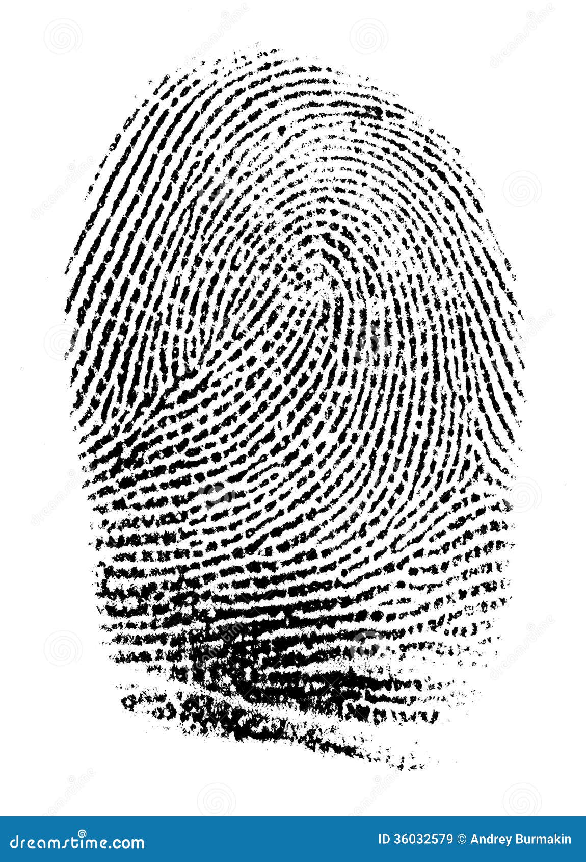 Real fingerprint stock image. Image of lined, natural - 36032579