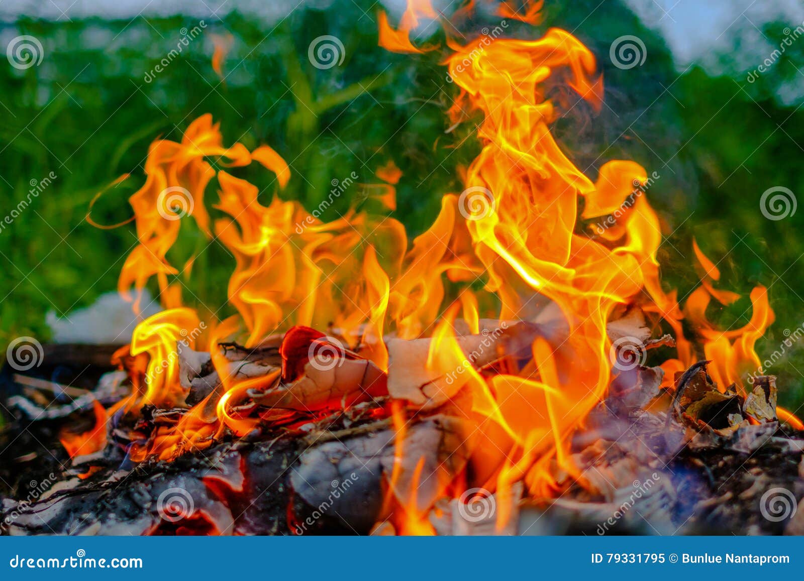 Real fire background stock image. Image of bonfire, wildfire - 79331795