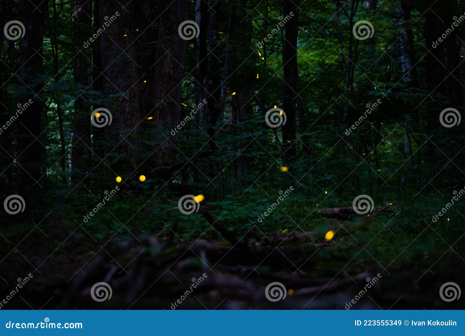 Real Fireflies