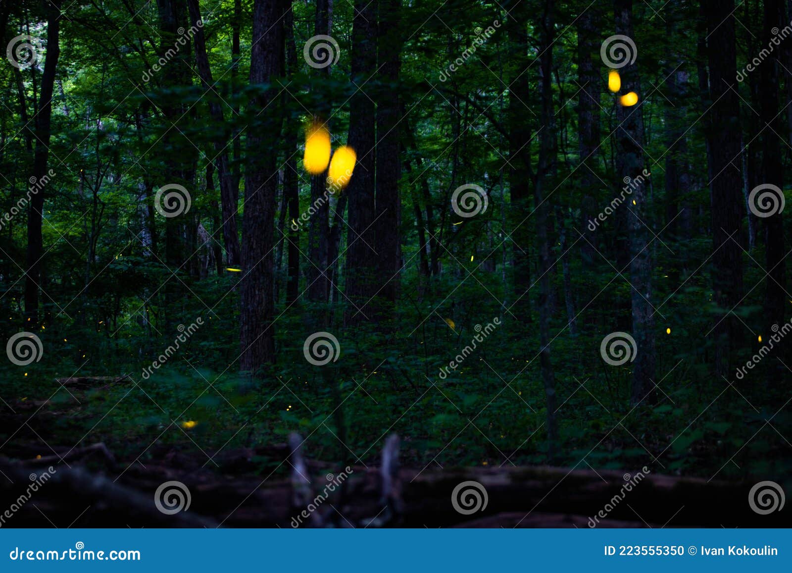 Real Fireflies Lights in the Forest at Night Magic Scenic View Stock ...