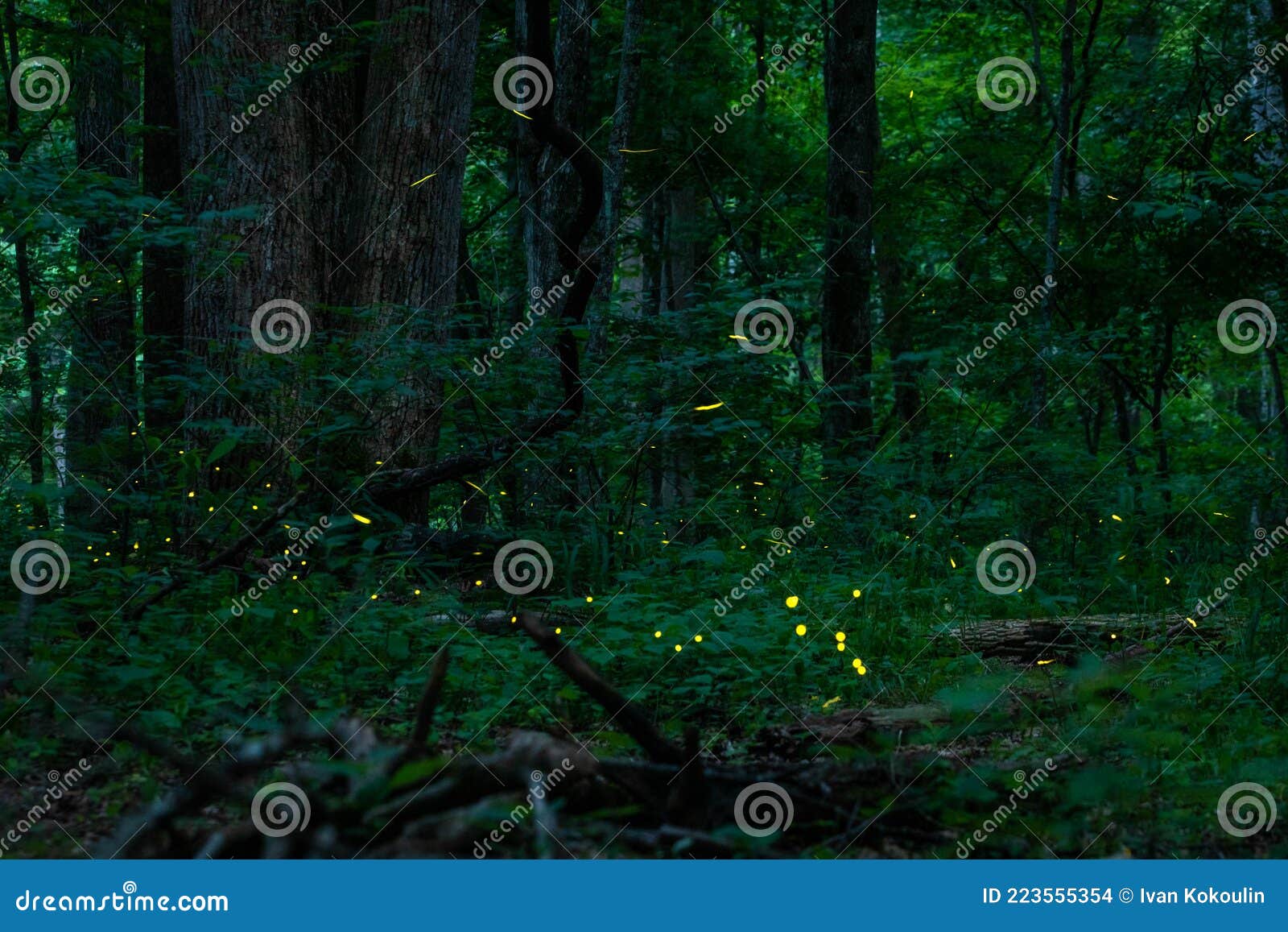 Real Fireflies