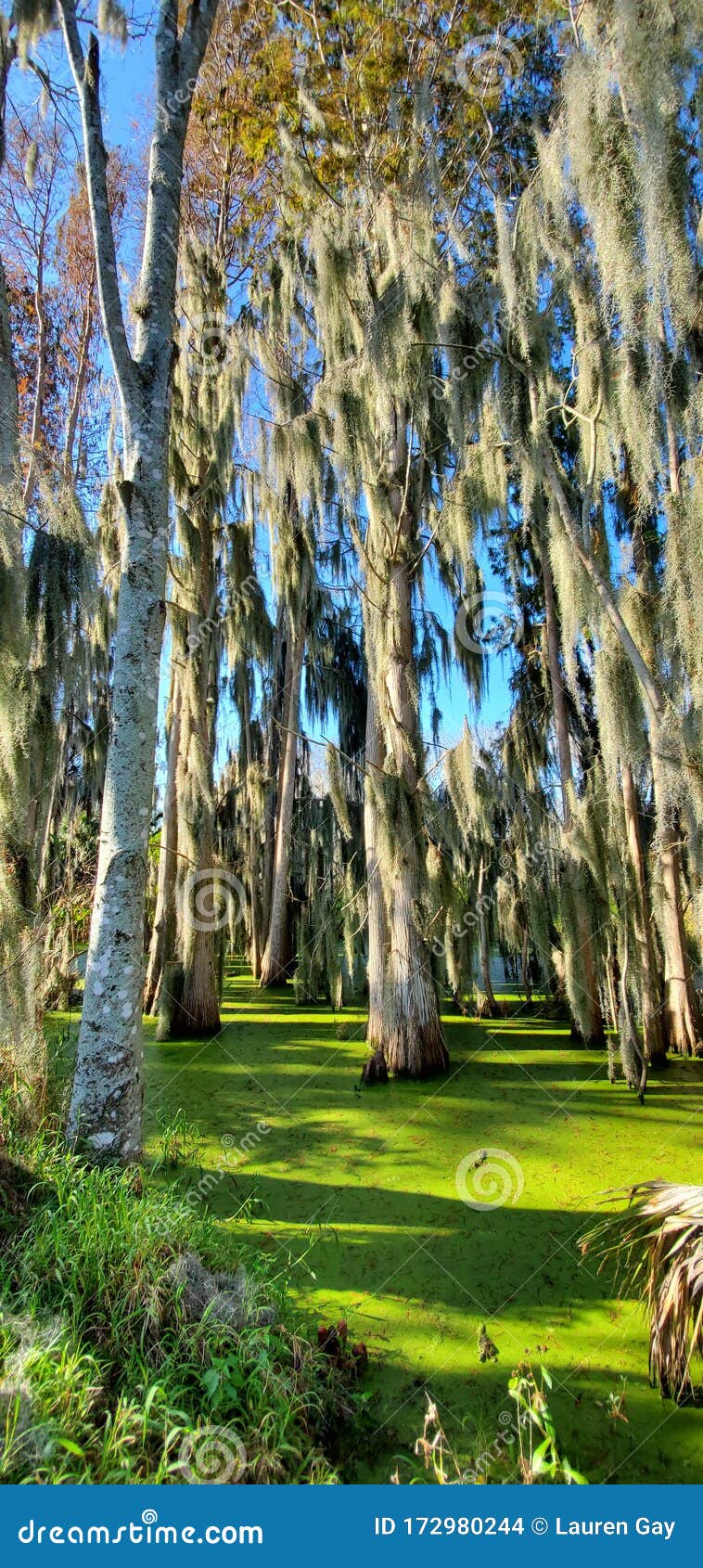 Real Florida Swamp Cypress Trees Moss Stock Photo - Image of trees ...