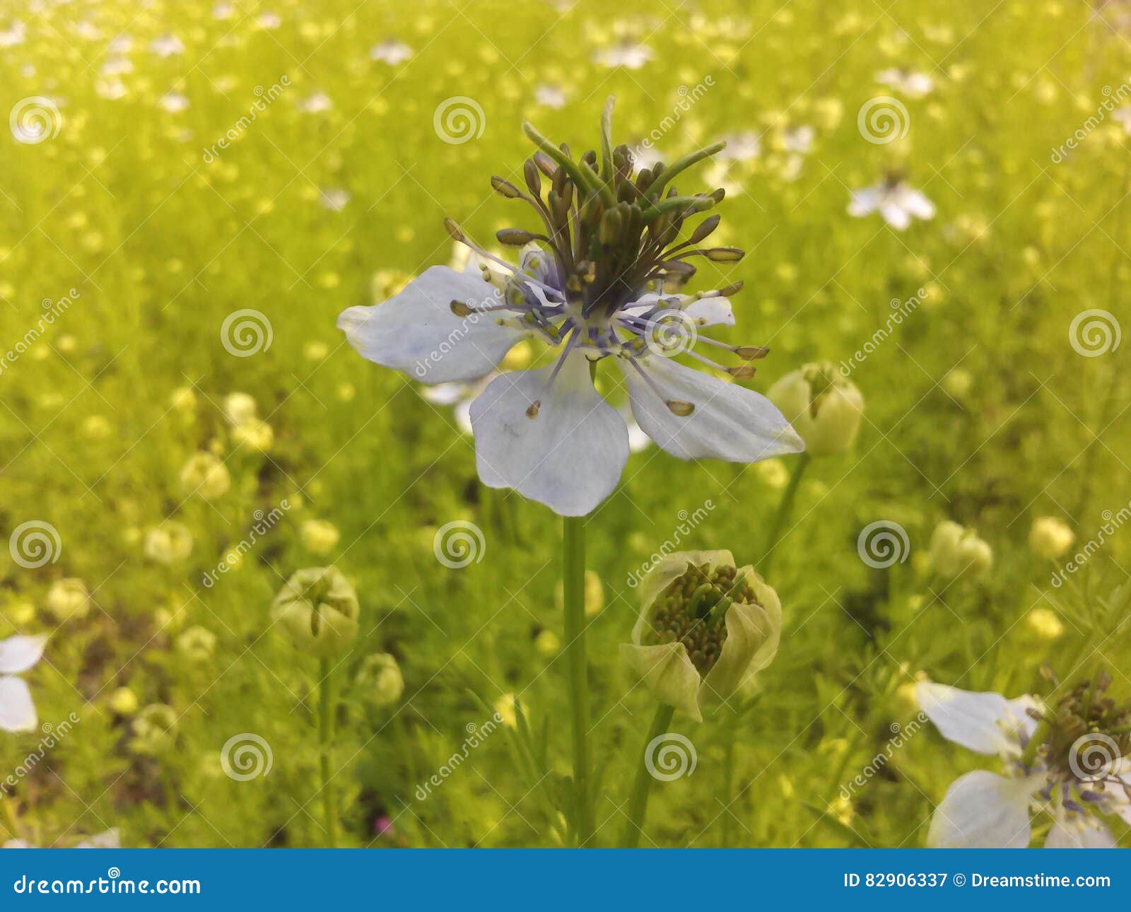 The Real Flower in the Field Stock Image - Image of meadow, subshrub ...