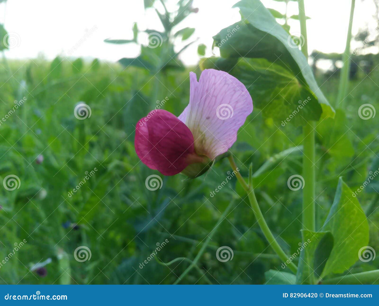 The Real Flower in the Field Stock Photo - Image of petal, smart: 82906420
