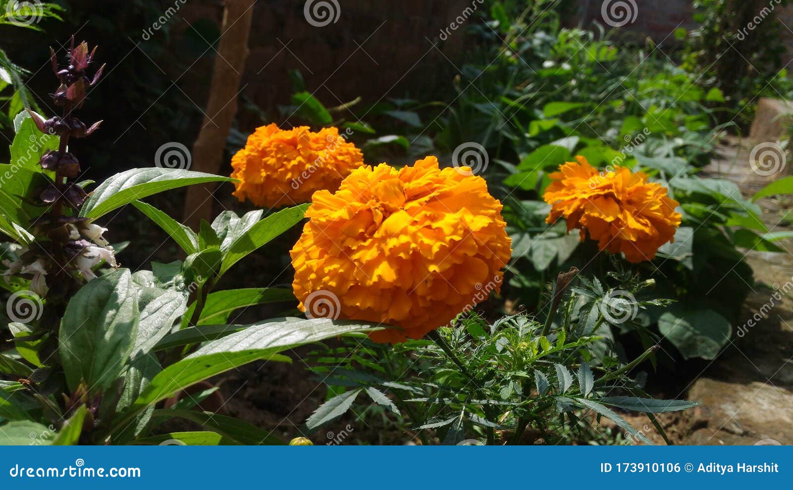 The Real Flower Fresh Garden Flowers Stock Photo - Image of marigold ...