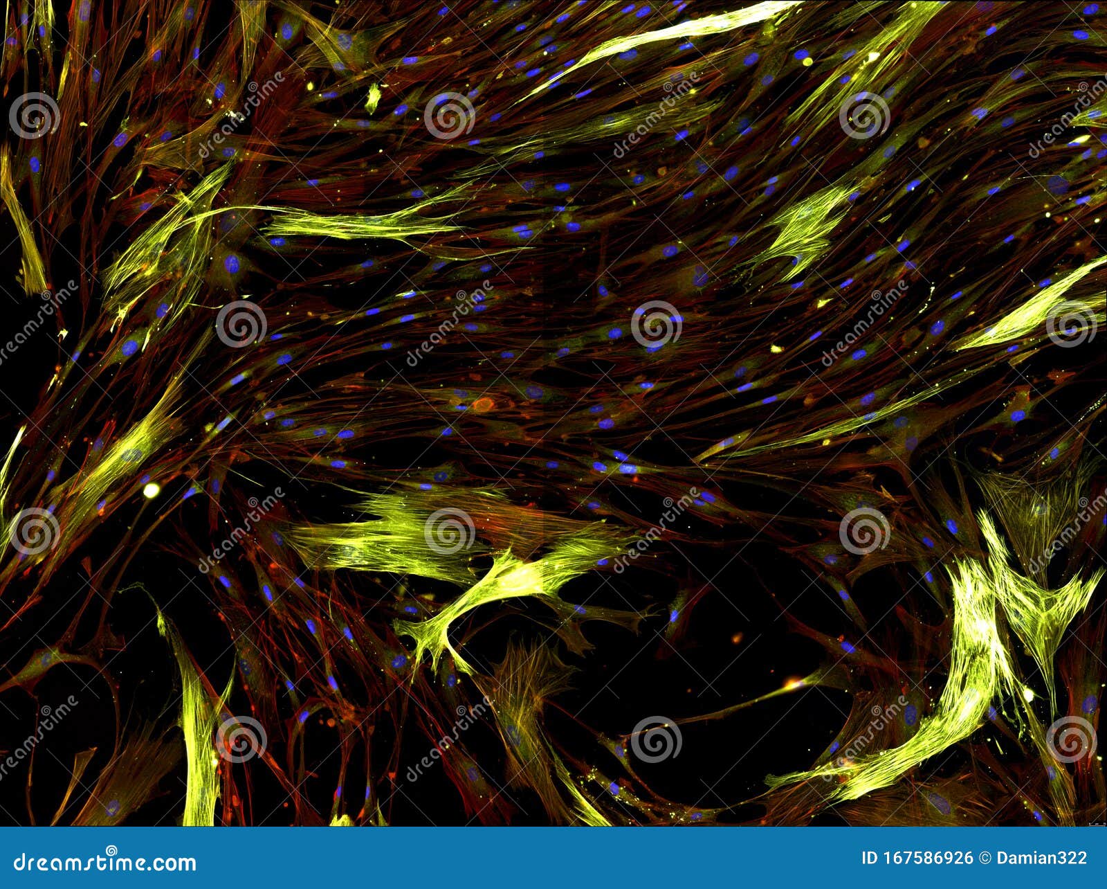 Real Fluorescence Microscopic View of Human Cells - Human Lung ...
