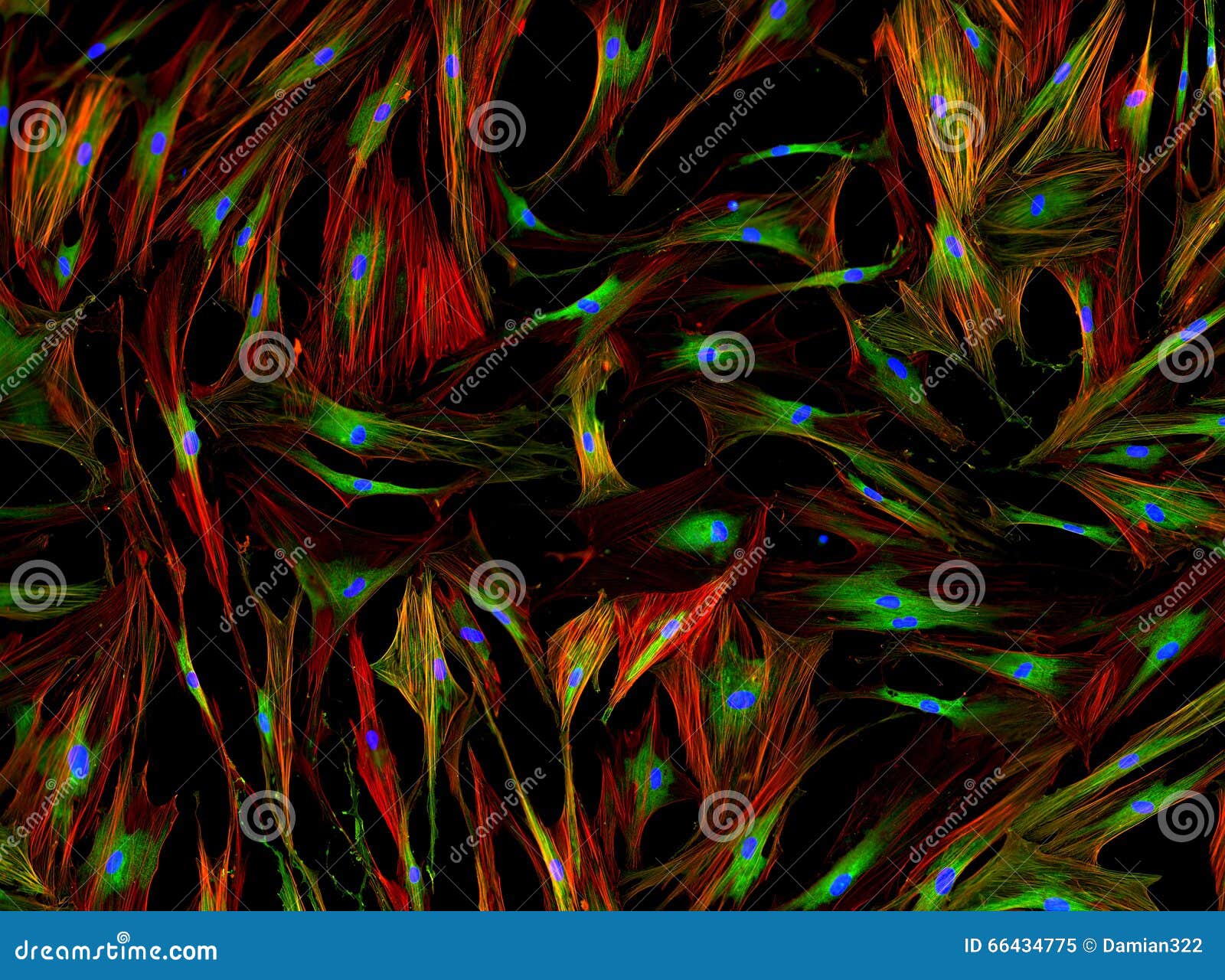 Real Fluorescence Microscopic View of Human Cells Stock Image - Image ...