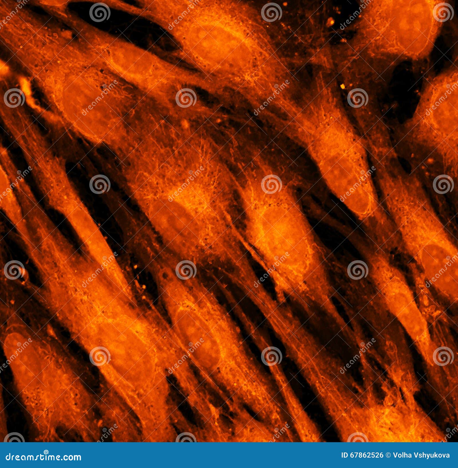 Real Fluorescence Microscopic View Of Human Skin Cells Stock Image ...