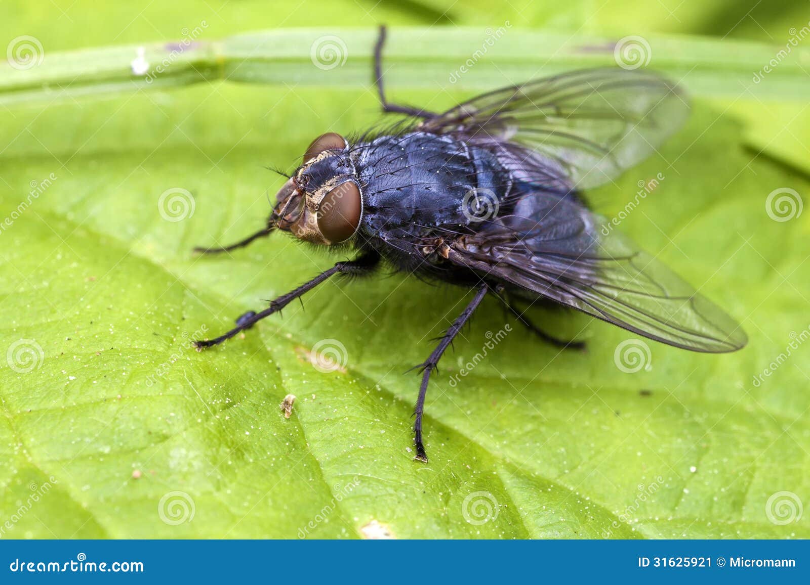 Real Fly - Muscidae stock image. Image of closeup, bulb - 31625921
