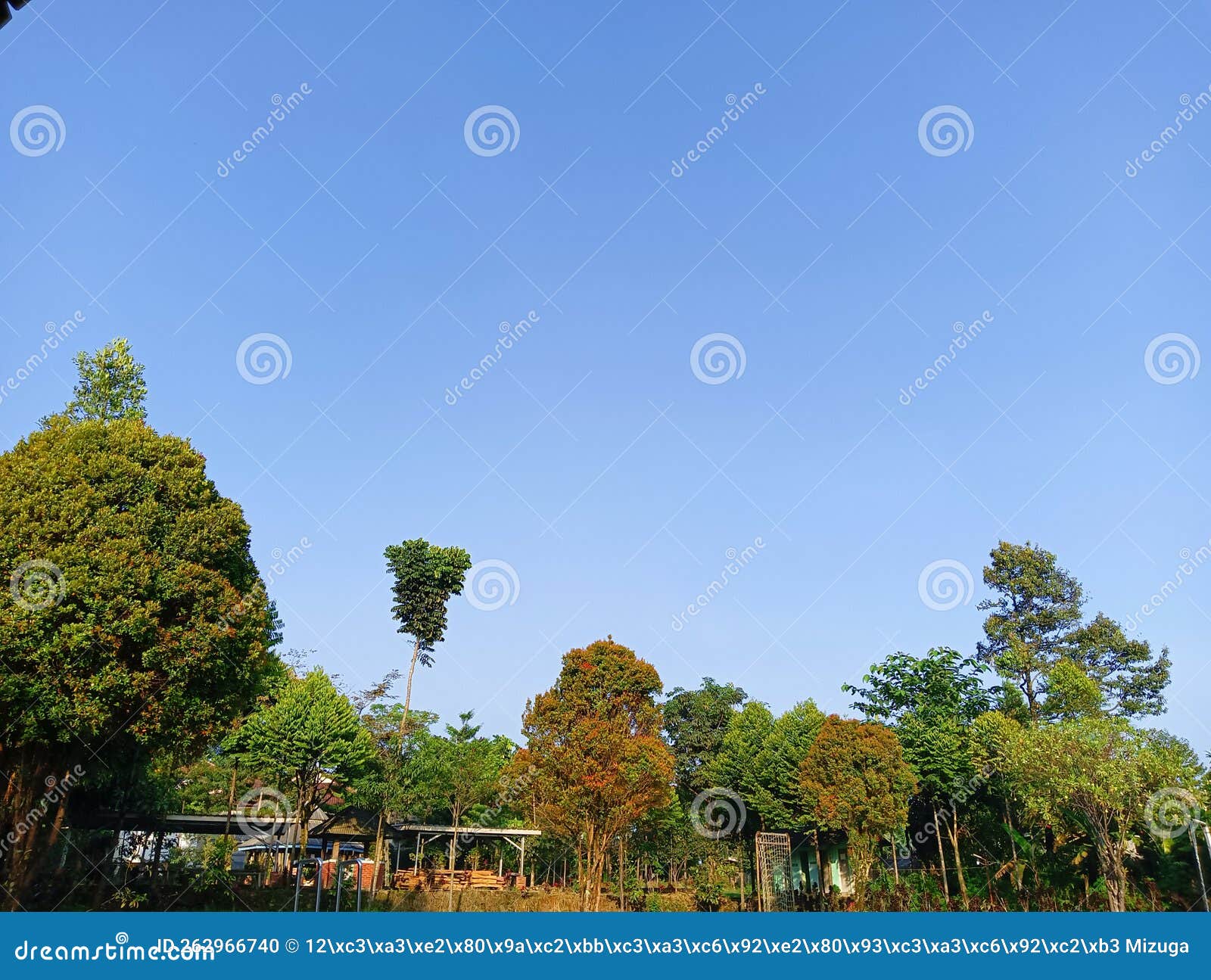 The Real Forest in the MountðŸŒ´ðŸ „ Stock Photo - Image of plant, tree ...