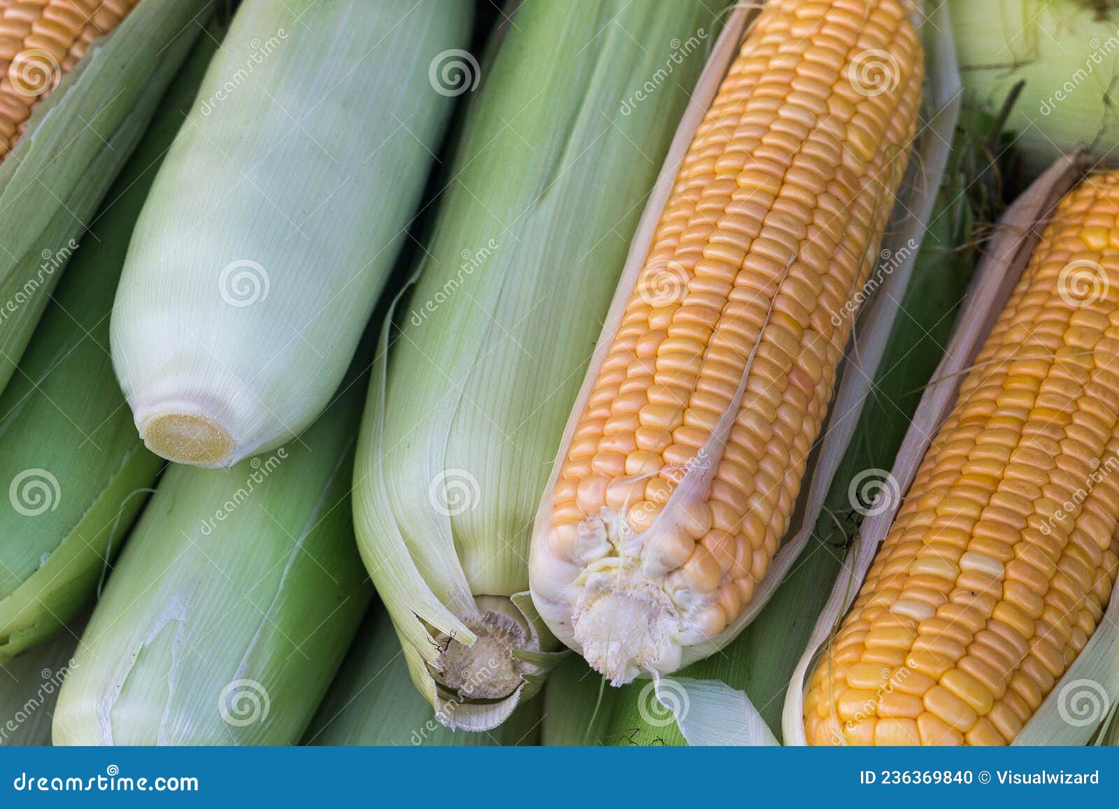 Real Fresh Organic Corn on the Market Stock Photo - Image of uncooked ...