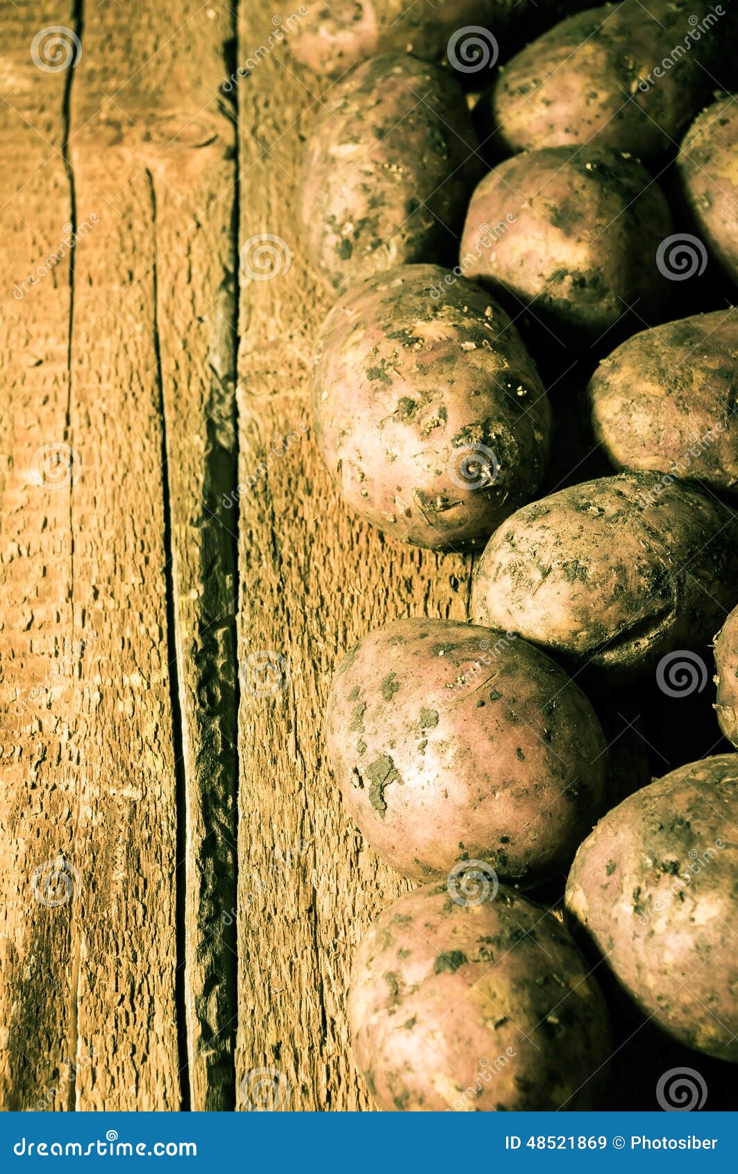 Real fresh potatoes stock image. Image of close, plant - 48521869