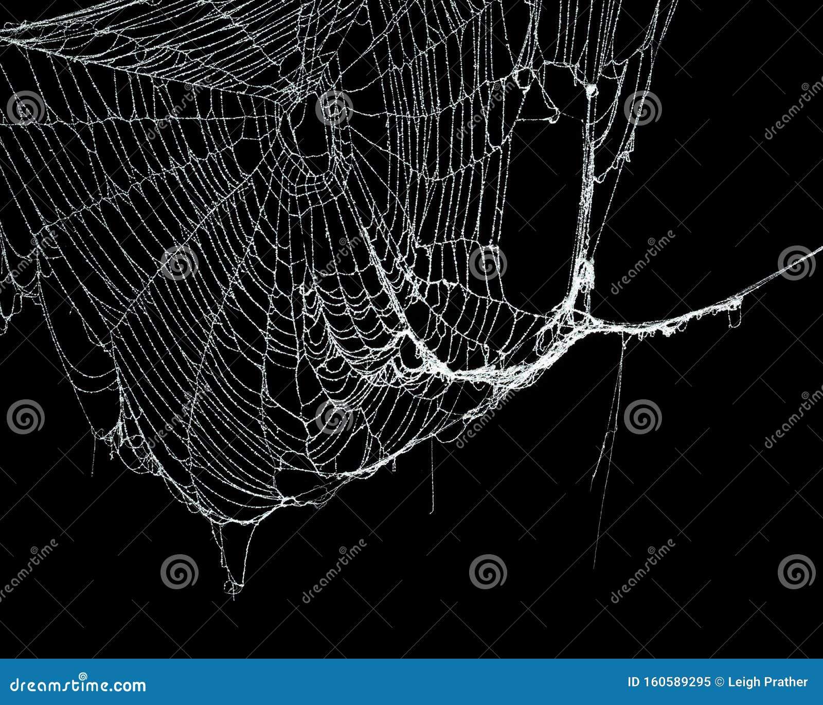Real Frost Covered Spider Web Stock Image - Image of spider, grunge ...