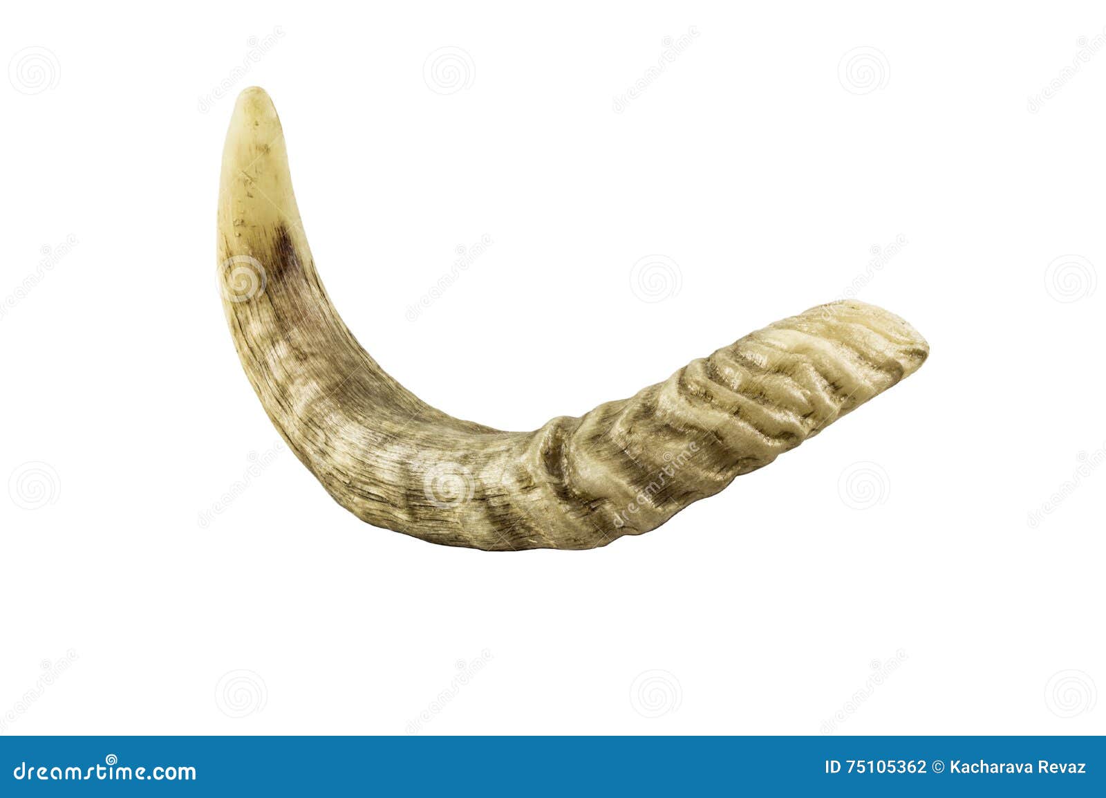 Real Georgian horn stock photo. Image of horns, isolated - 75105362