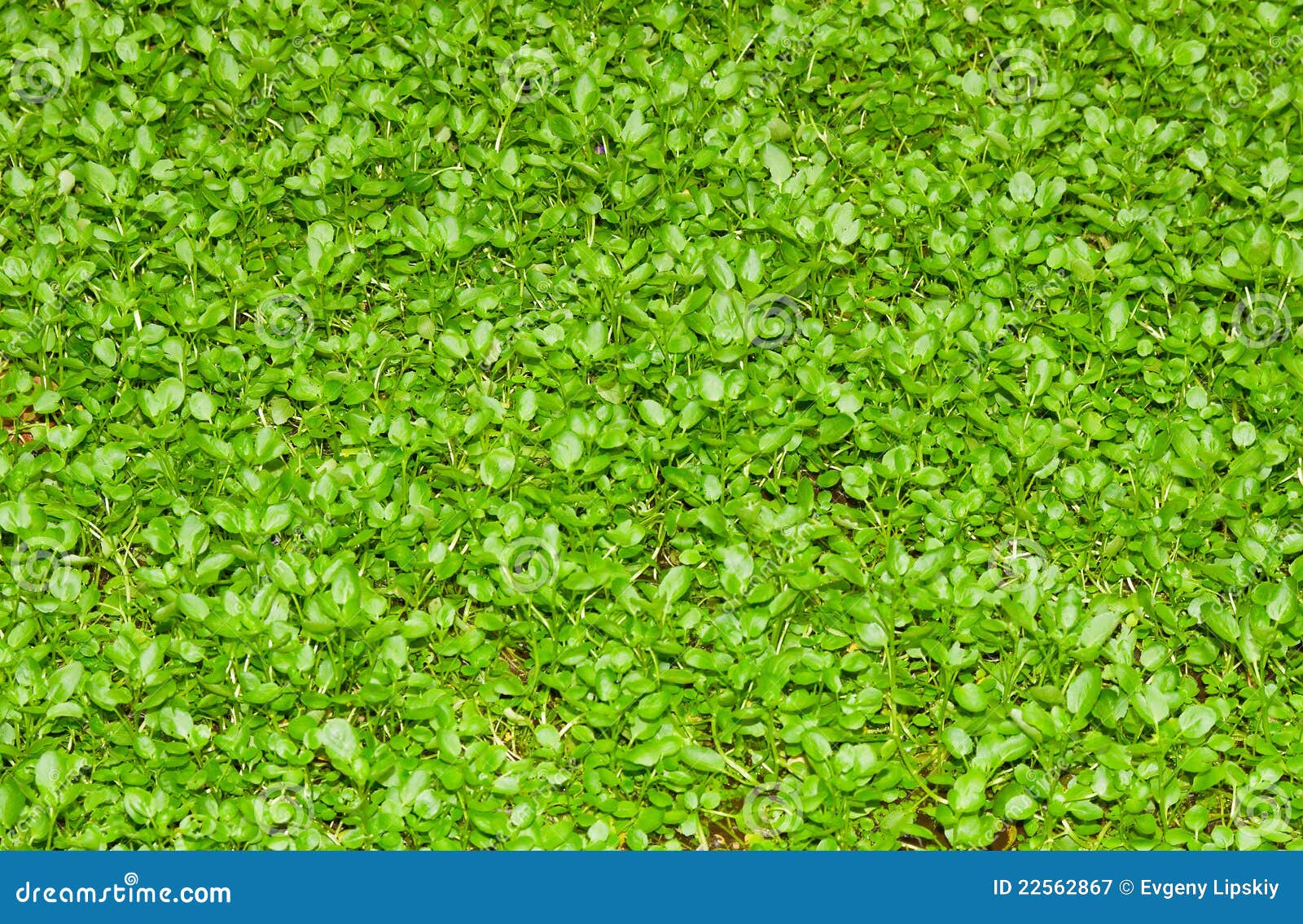 Real green grass stock image. Image of vitality, plant - 22562867