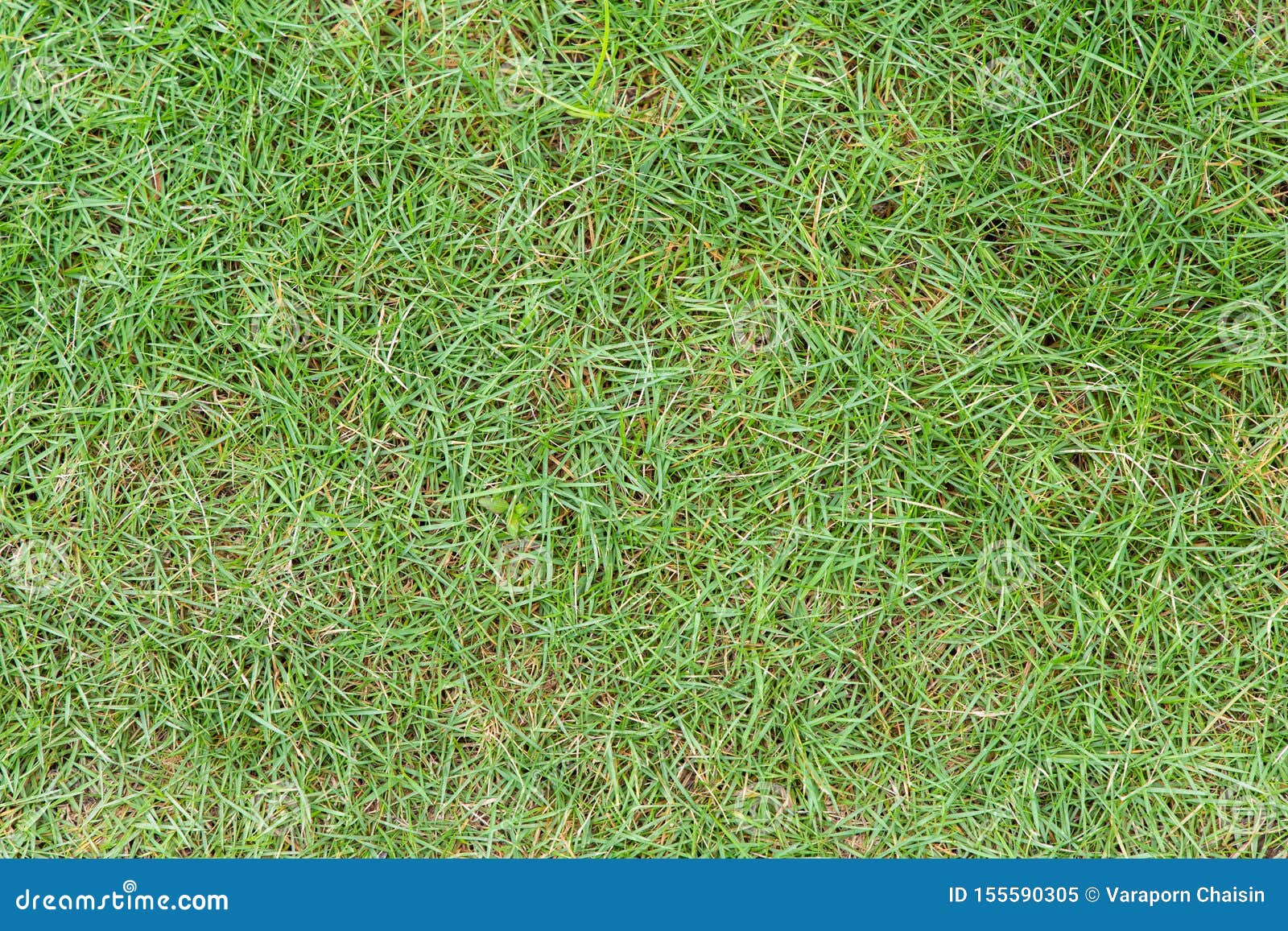 The Real Green Grass Background Stock Image - Image of fresh, abstract ...
