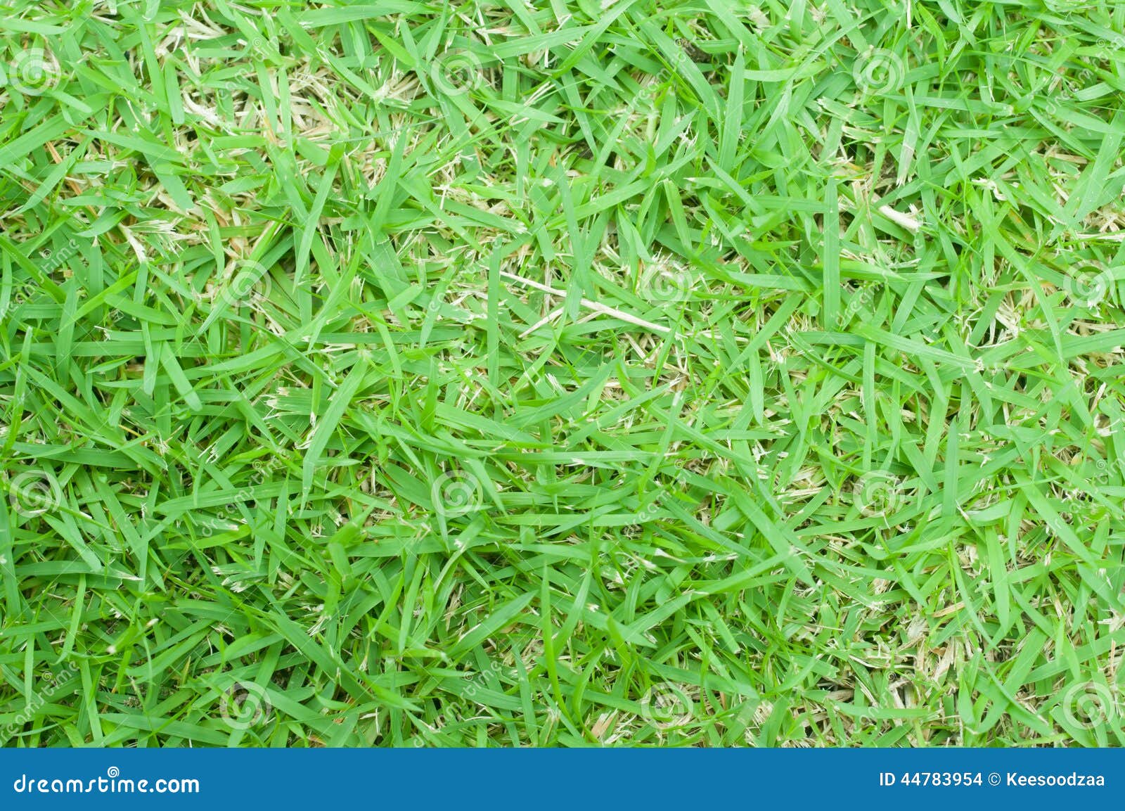 Real green grass texture stock photo. Image of outdoor - 44783954