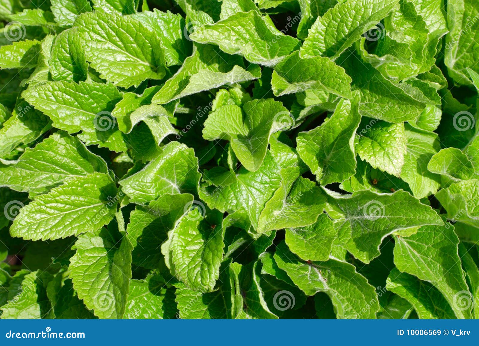 Real green leaves stock image. Image of background, plant - 10006569