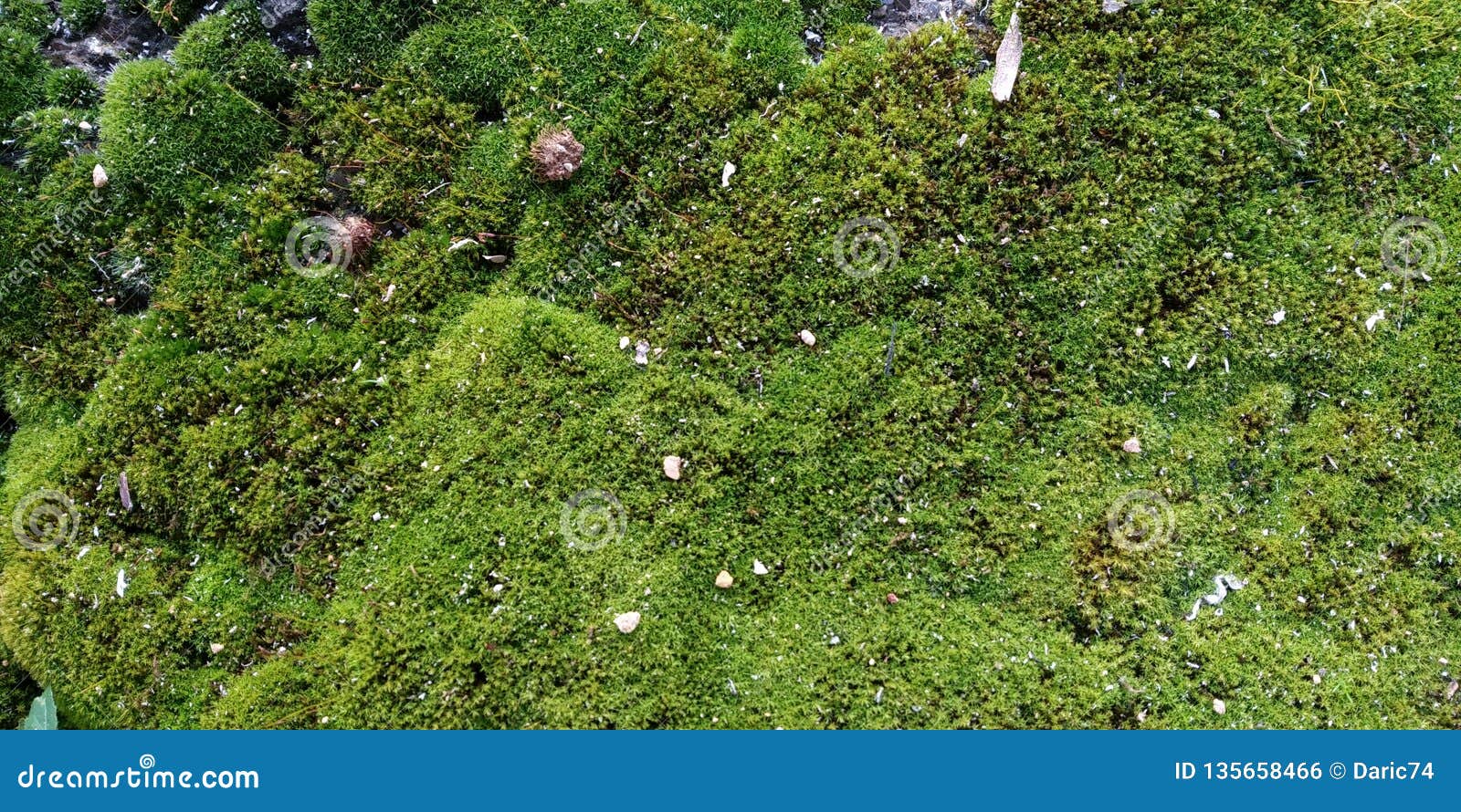 Moss Texture Seamless