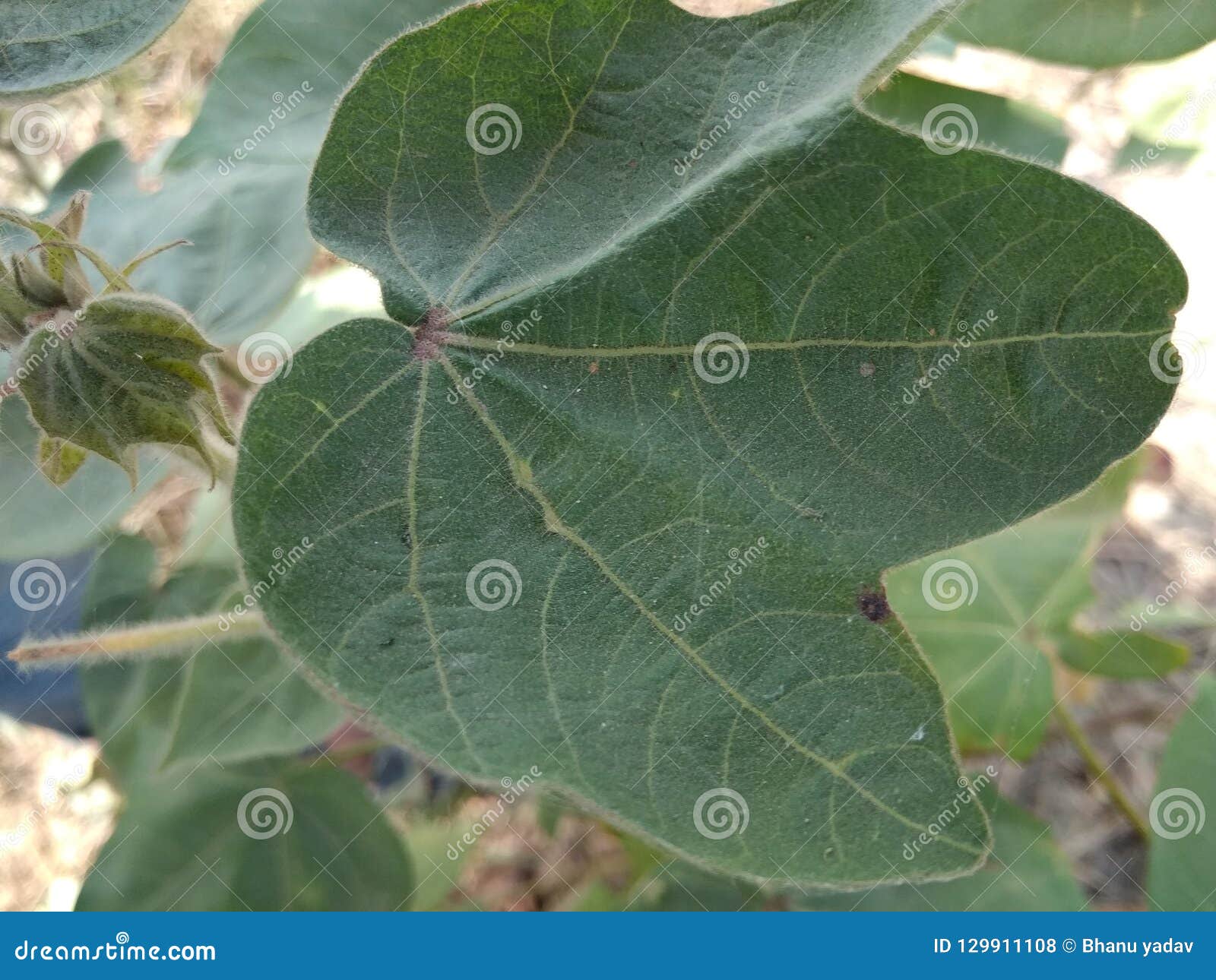 Real green stock photo. Image of nature, love, beautiful - 129911108