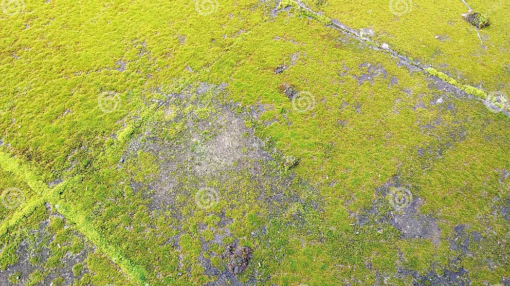 Real Ground Moss stock photo. Image of health, real - 307038972