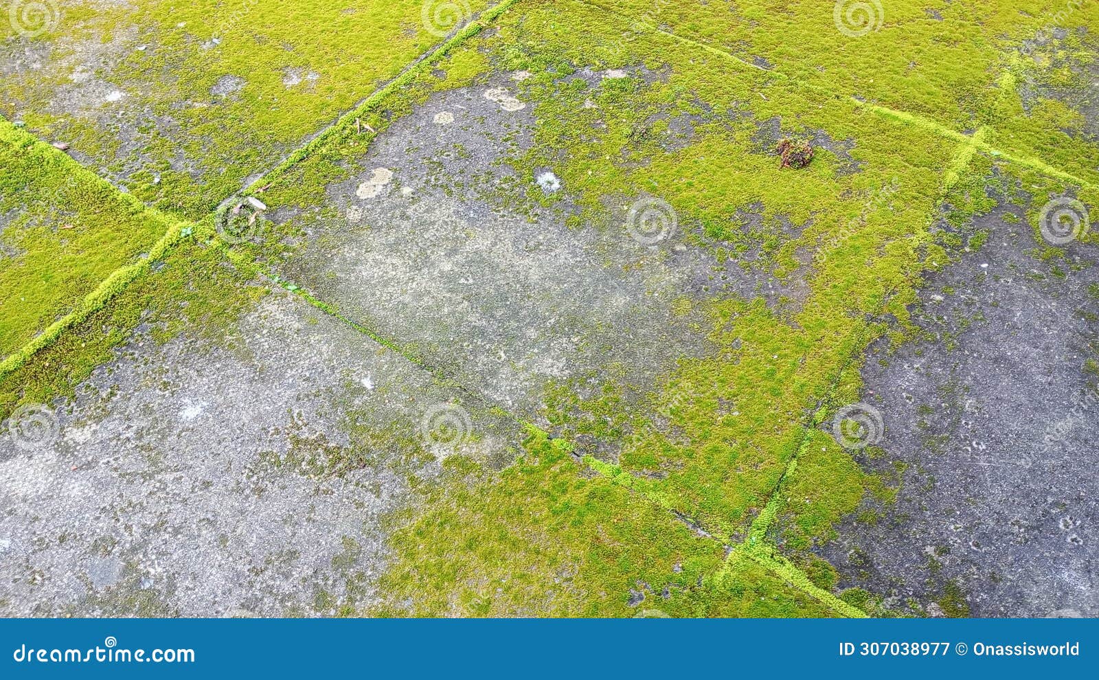 Real Ground Moss stock image. Image of health, nature - 307038977